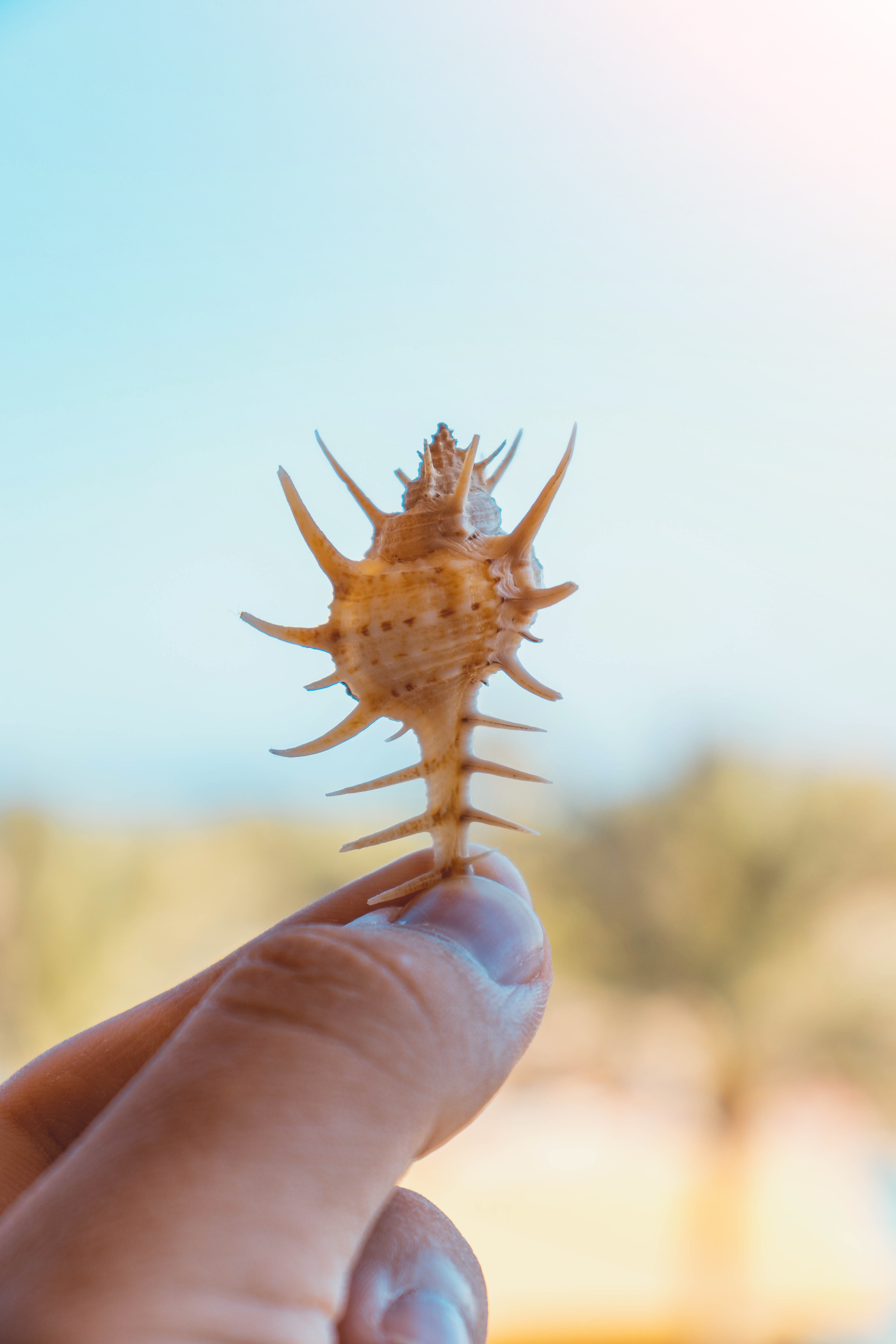 Person holding beige shell photo – Free Beach Image on Unsplash