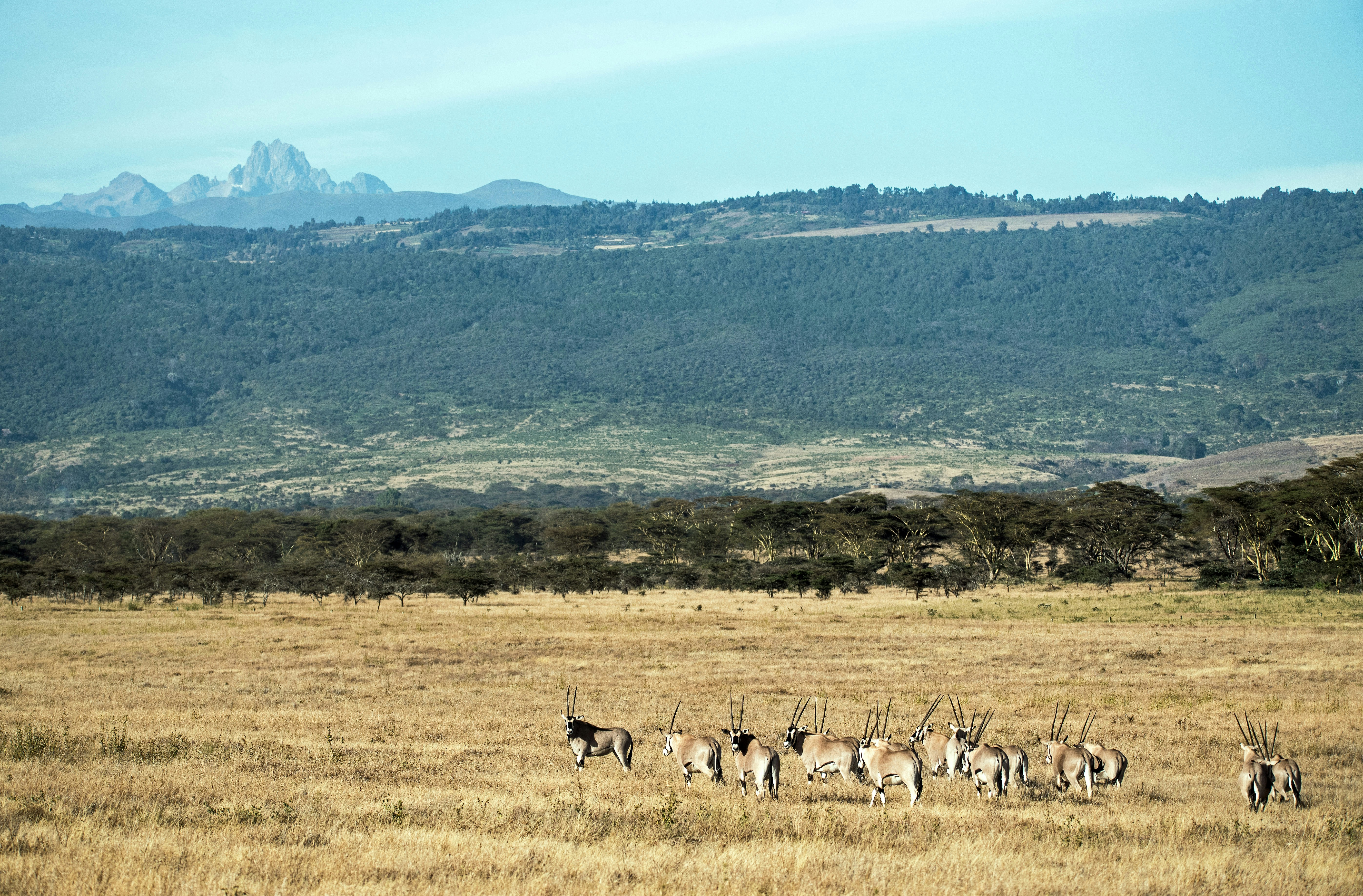A herd of antelopes grazes in a golden savannah, with distant mountains rising under a clear blue sky.