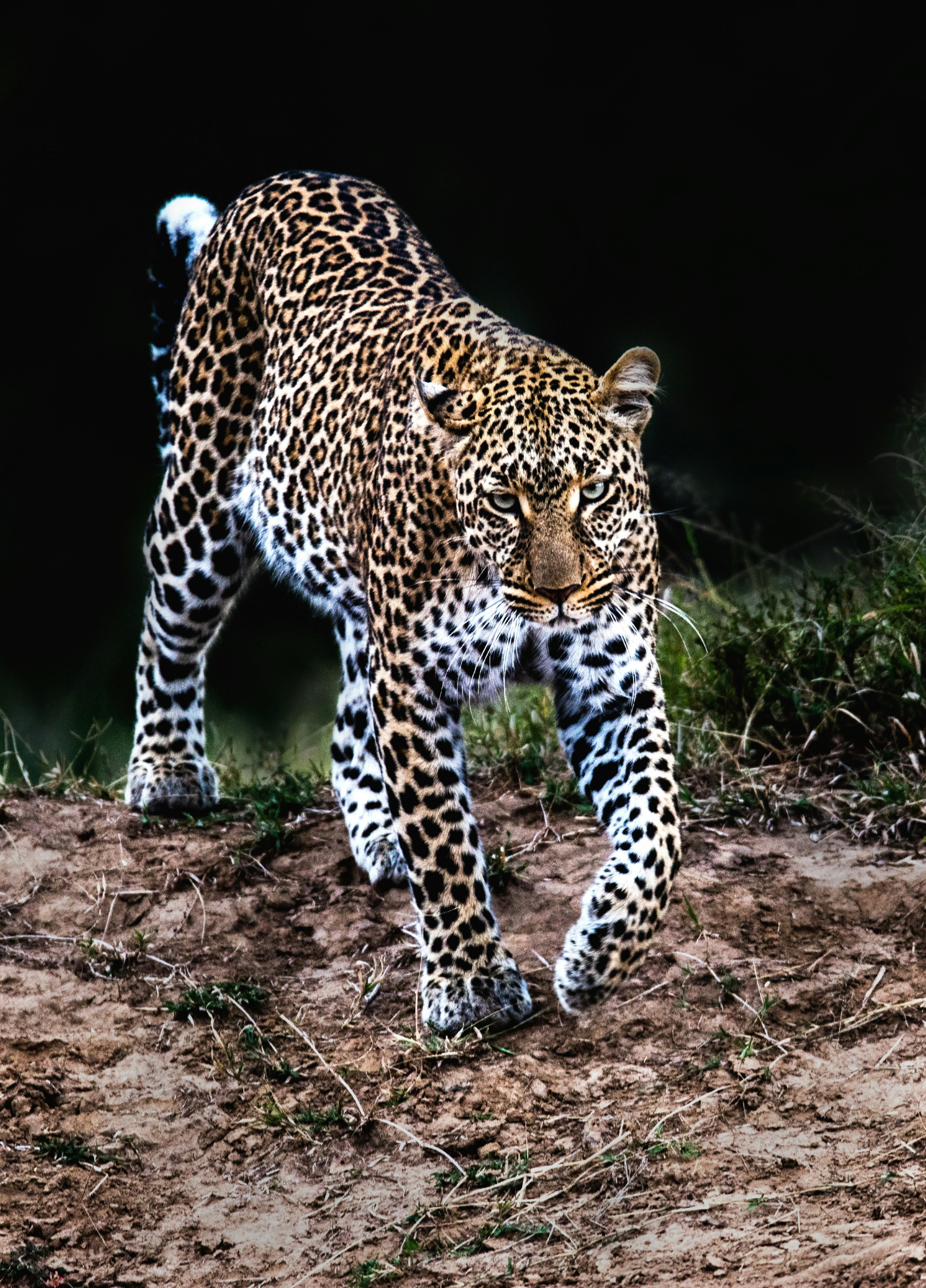 Leopard encounter. A gorgeous female leopard patrols her territory in the Masai Mara, Kenya.