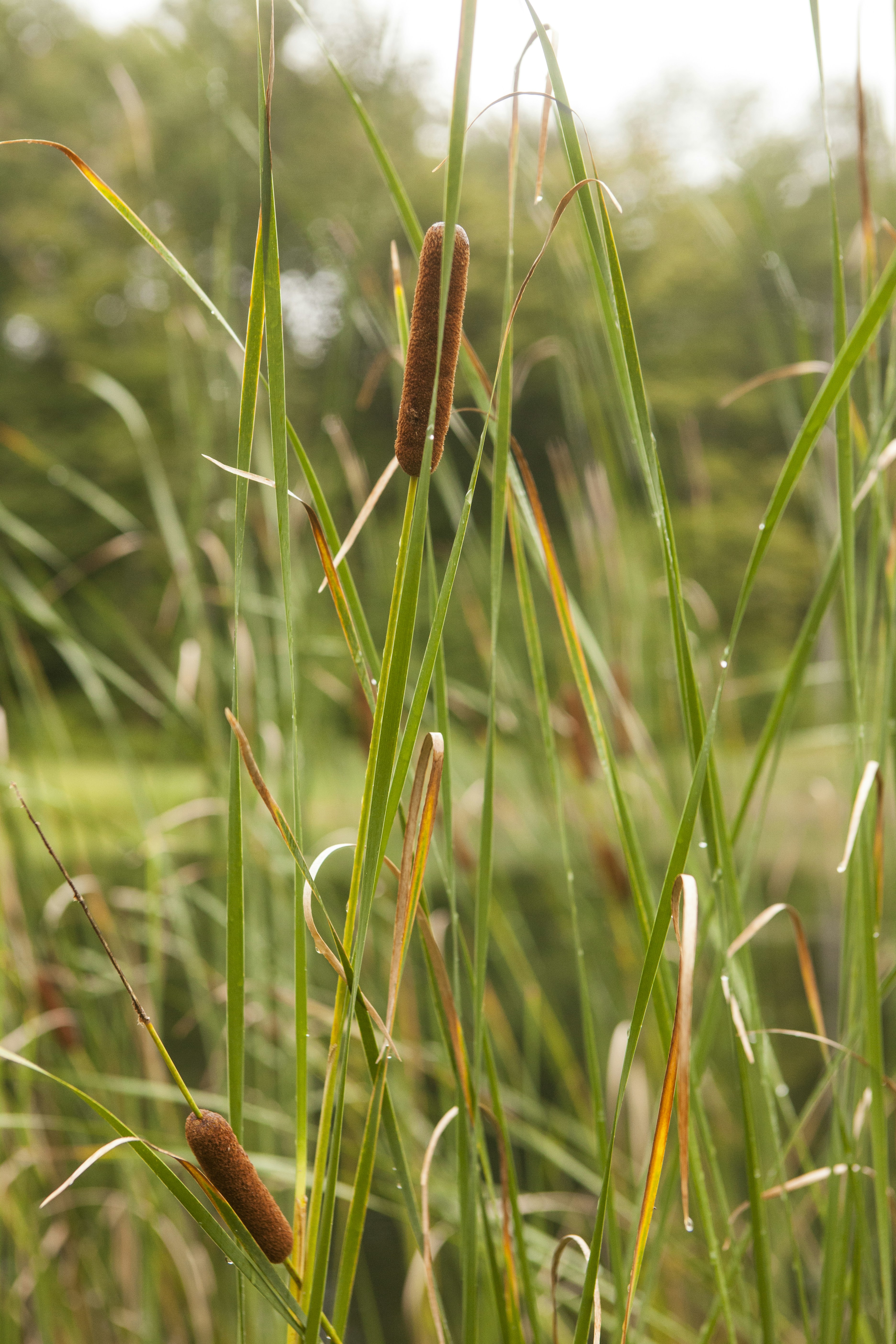 Reeds Pictures | Download Free Images on Unsplash