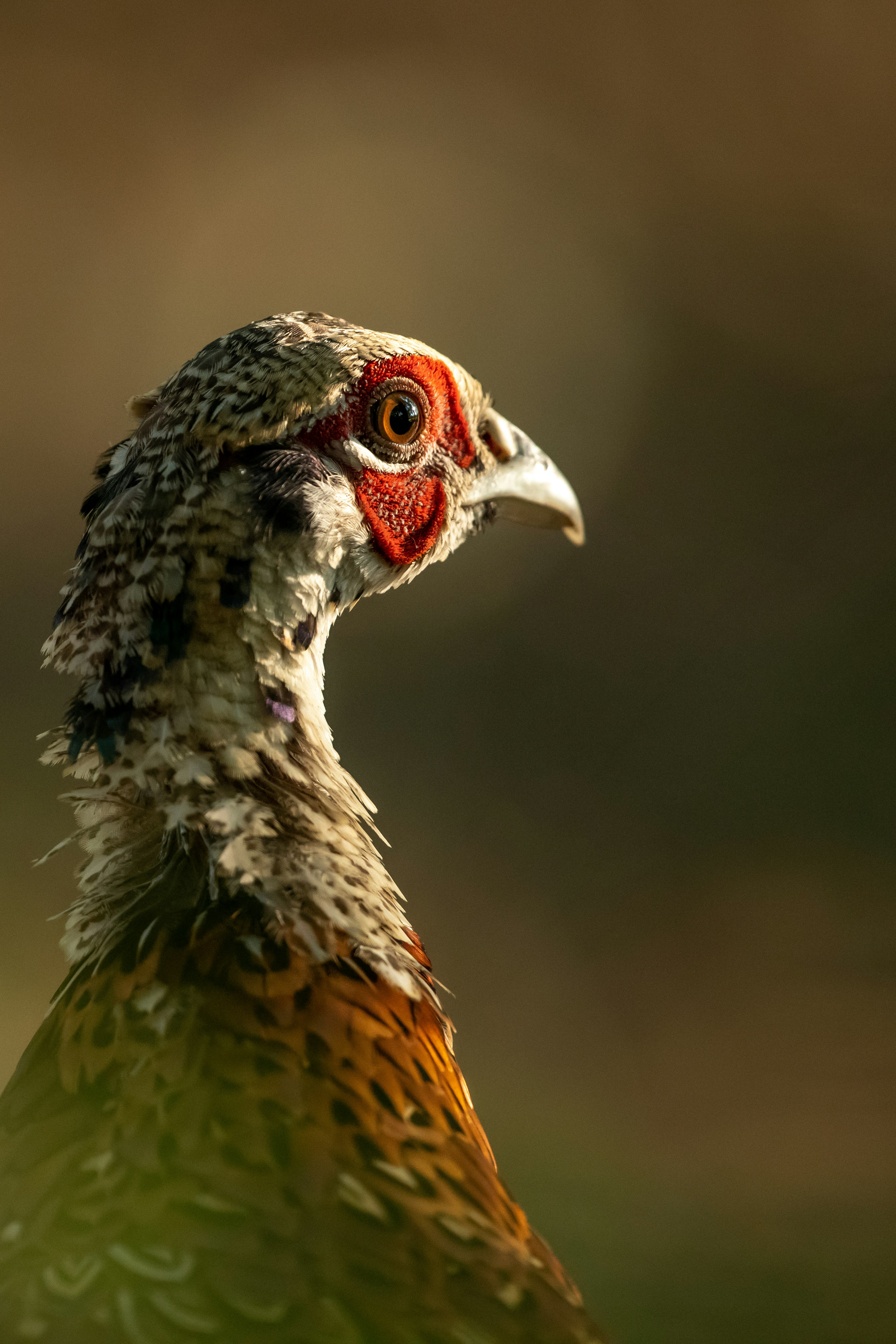 30,000+ Pheasant Pictures | Download Free Images on Unsplash