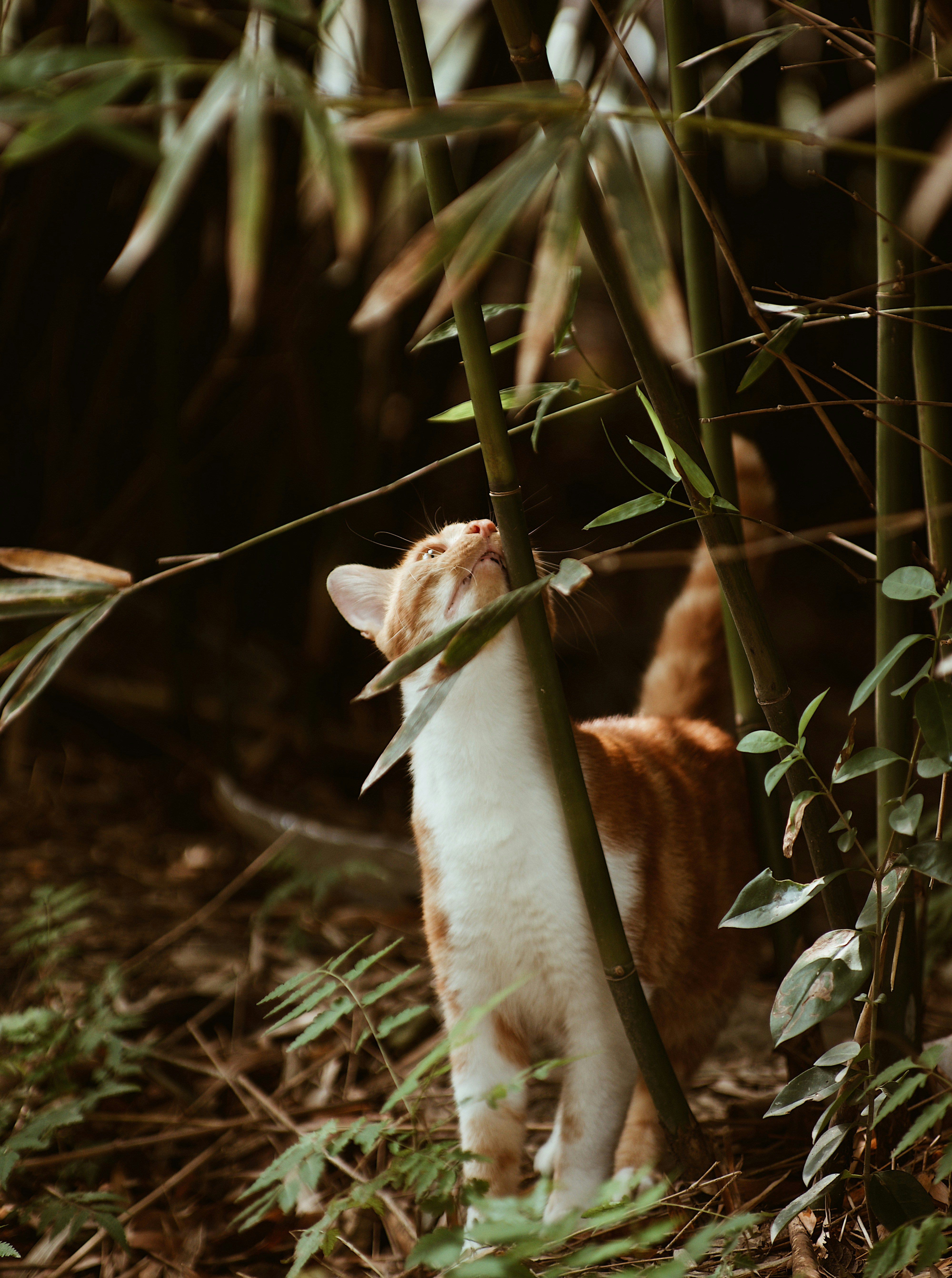 Mammals Paw | 23 best free paw, mammal, pet and animal photos on Unsplash