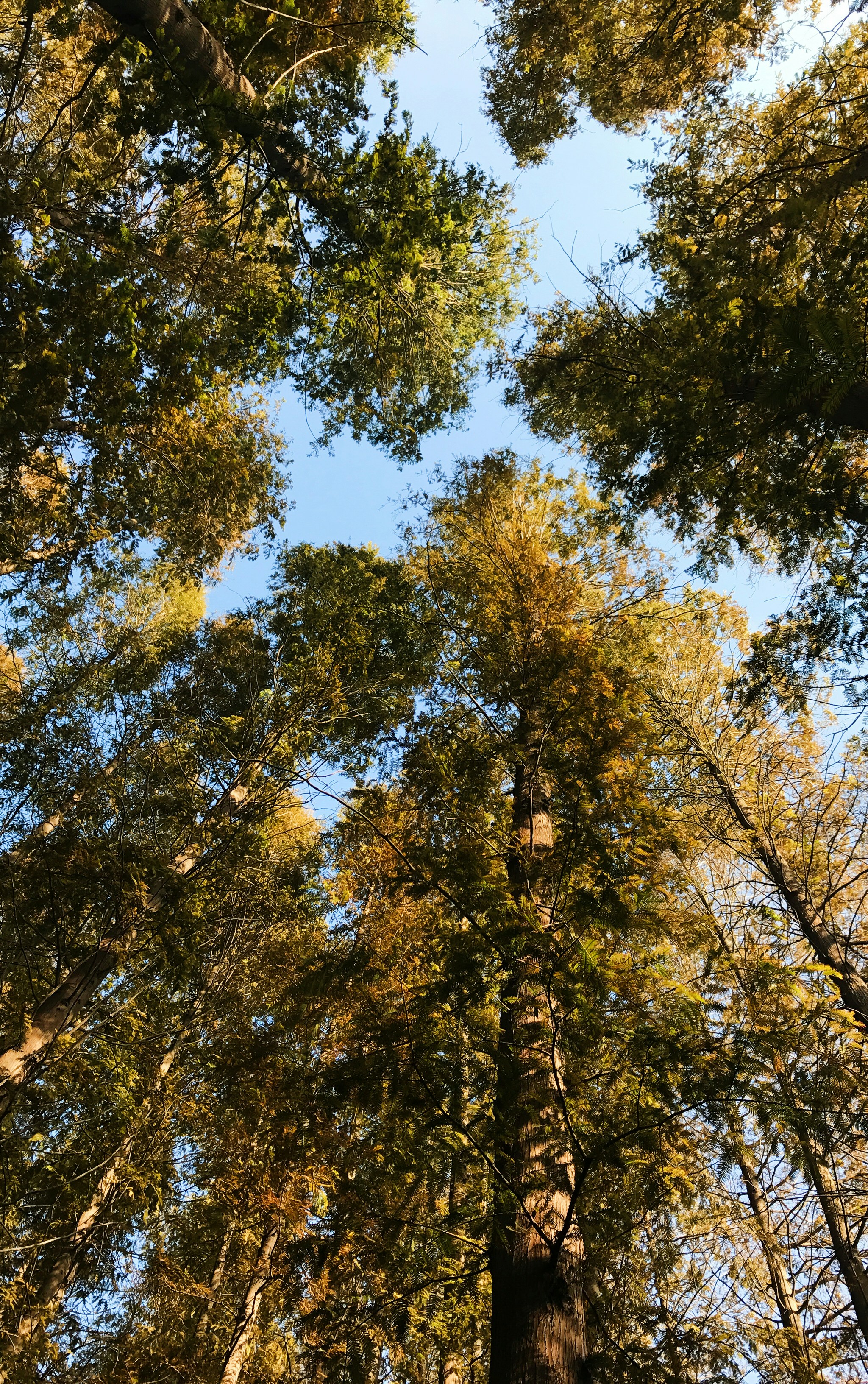 Treetop Pictures | Download Free Images on Unsplash