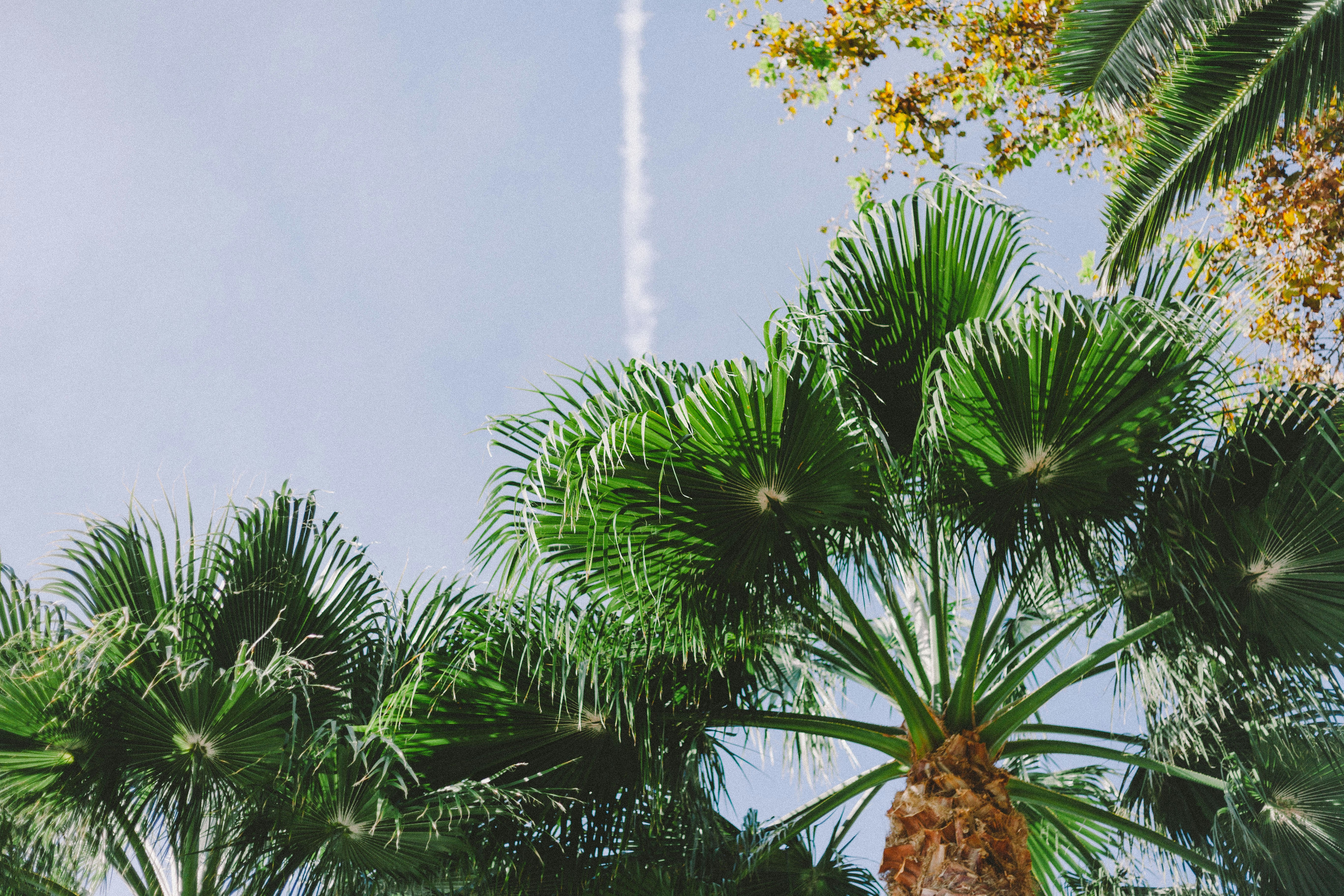 Palm trees with lush green fronds against a clear blue sky, intersected by a single jet contrail.