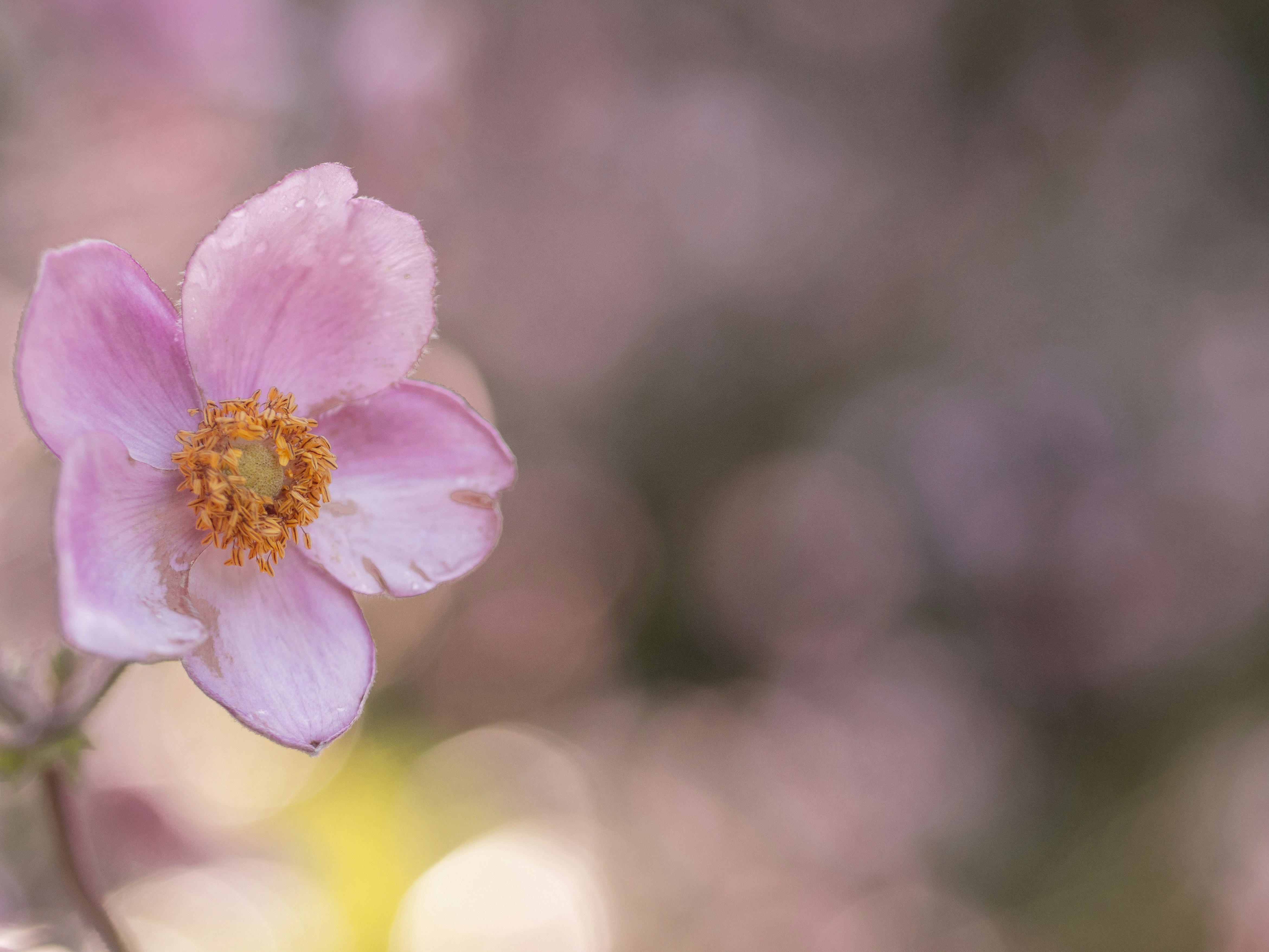 Macro photograph of a pink flower with a yellow center against a soft pastel bokeh background.