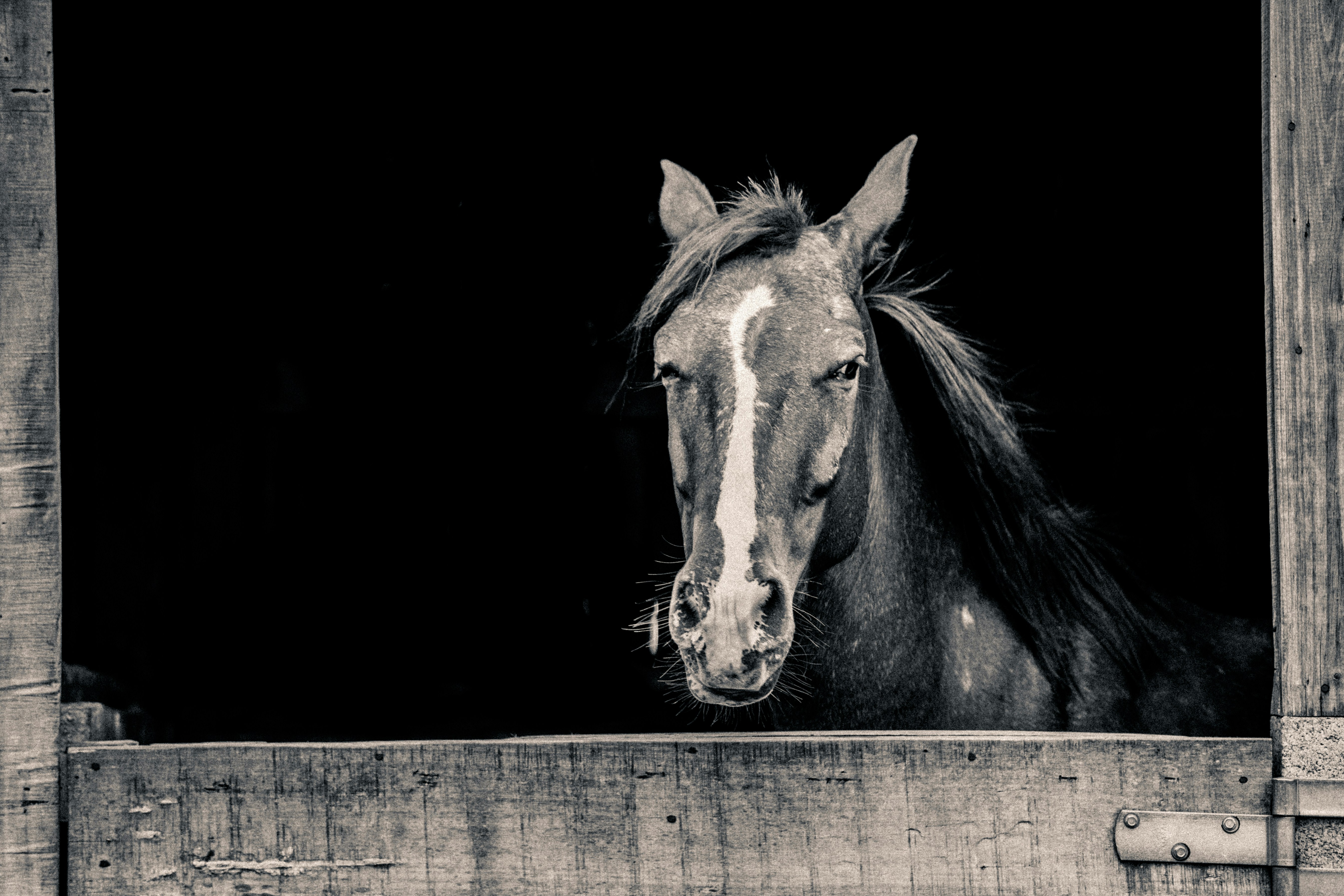 Grayscale photography of horse inside stable photo – Free Costa rica ...