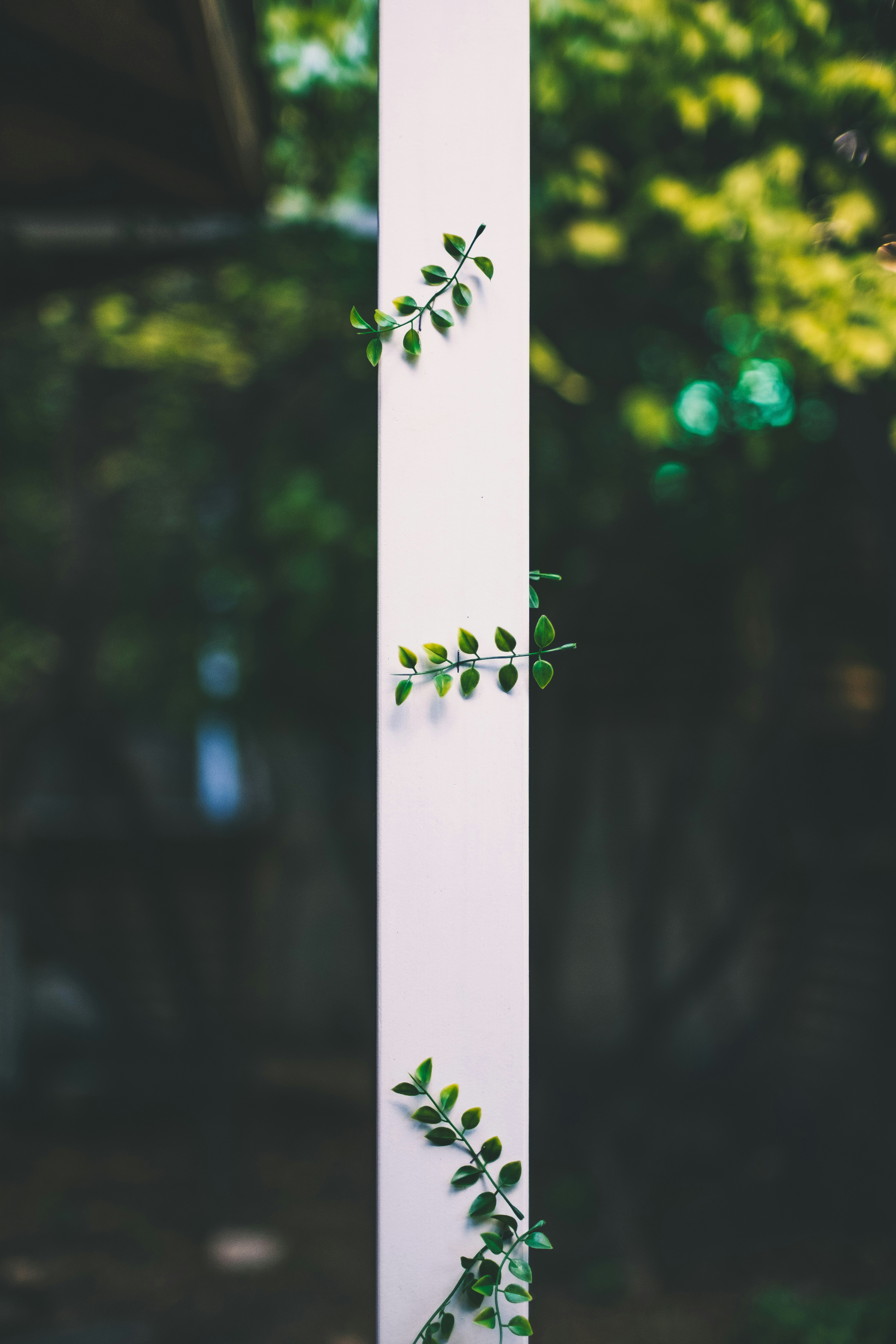 Selective focus of white rod with green leaves photo – Free Plant Image ...