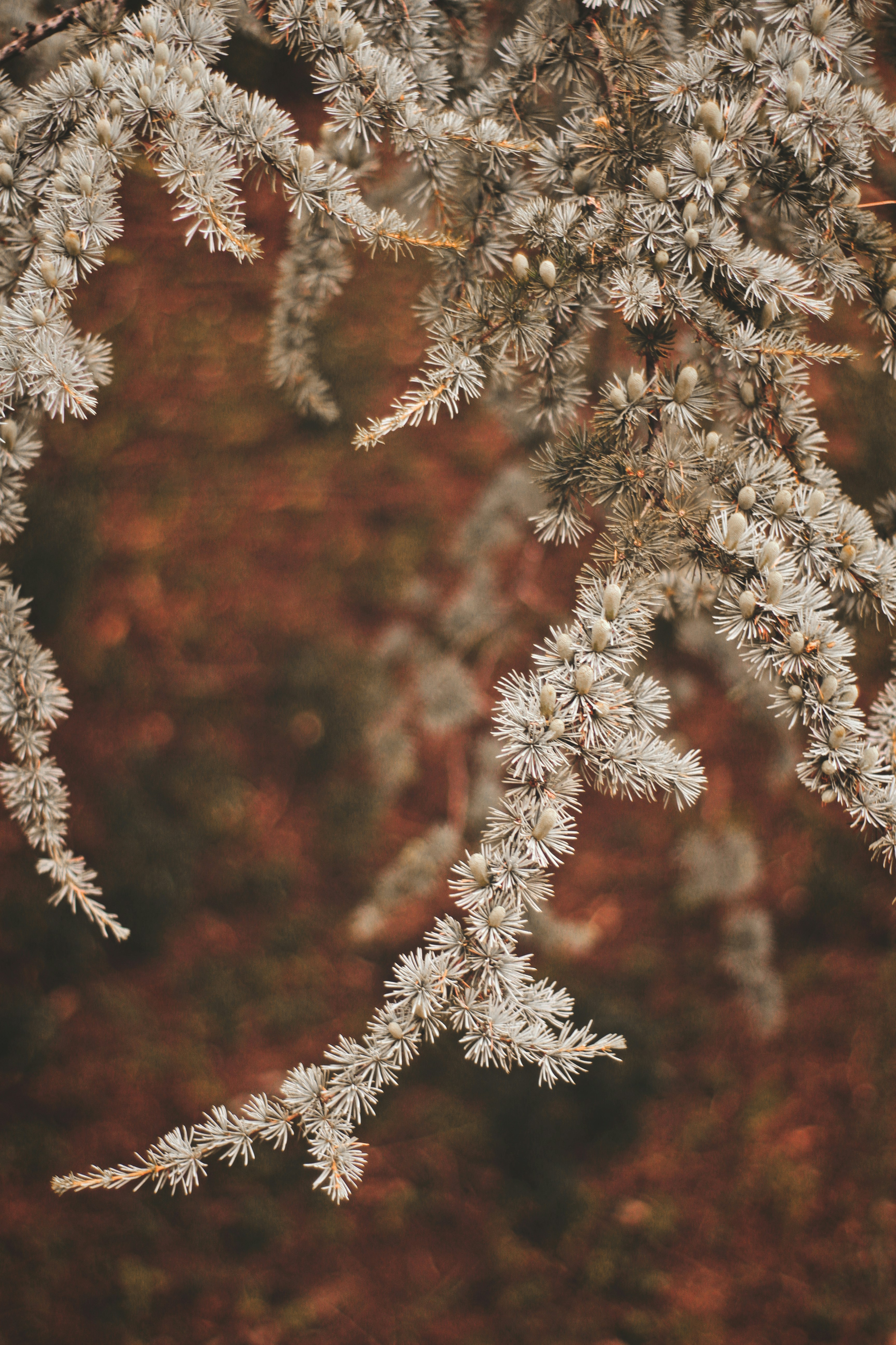 Snow Flower Pictures | Download Free Images on Unsplash