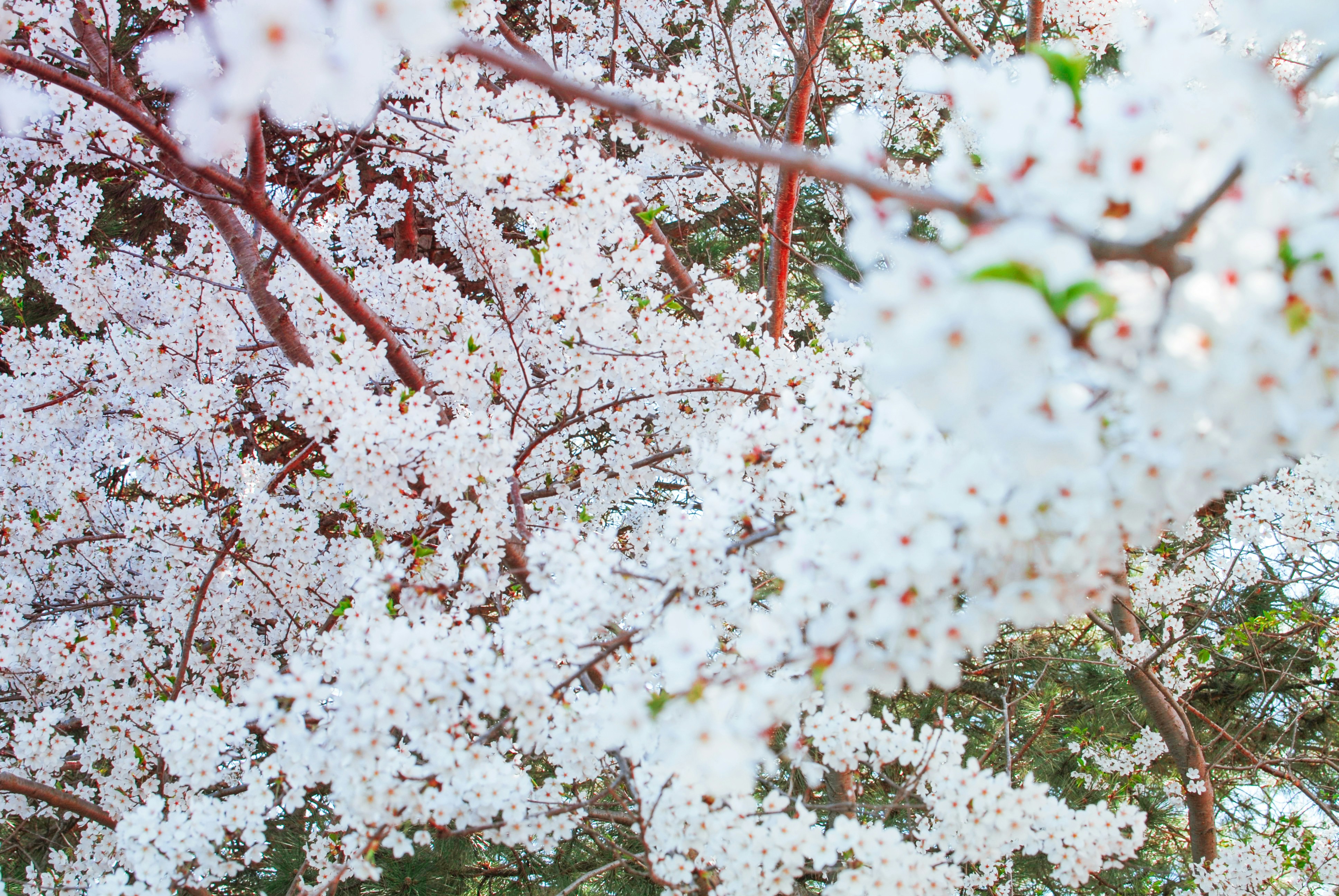 Dense cherry blossoms in full bloom create a frothy canopy with hints of green foliage.