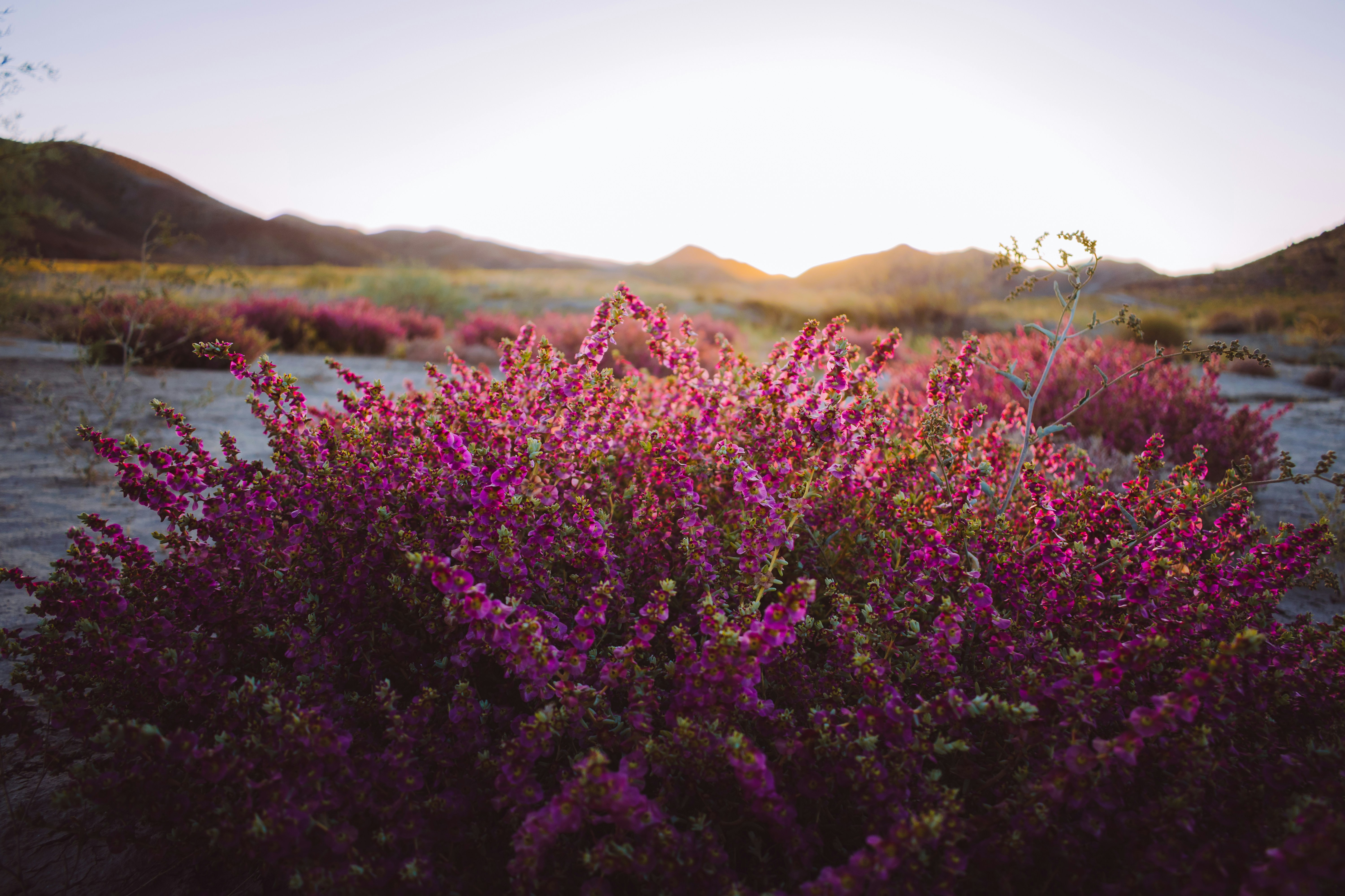 Vibrant pink flowering shrubs in a desert landscape, with distant mountains and a setting sun in the background.
