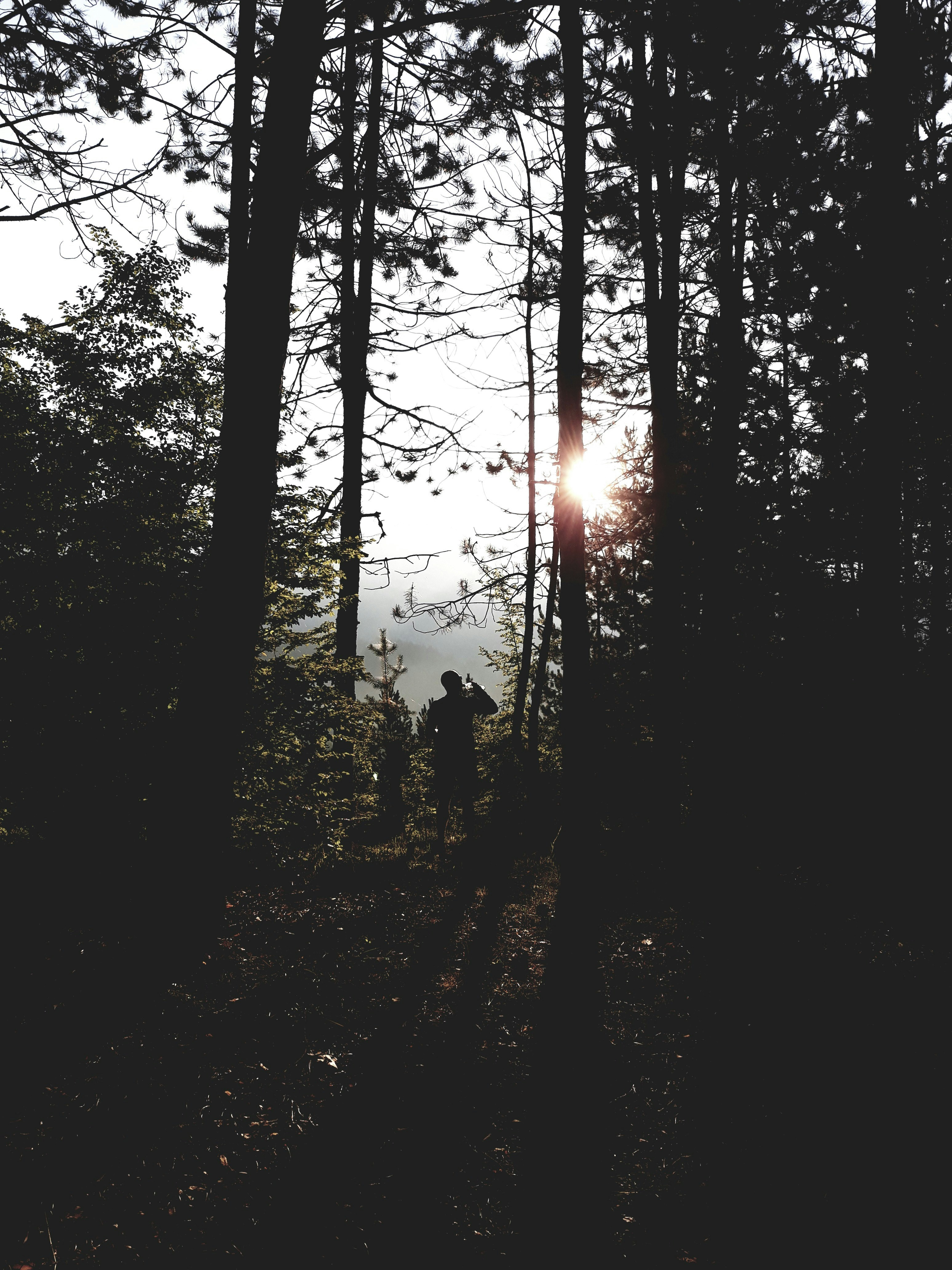 Silhouette of person under tall trees at daytime photo – Free Konjic ...
