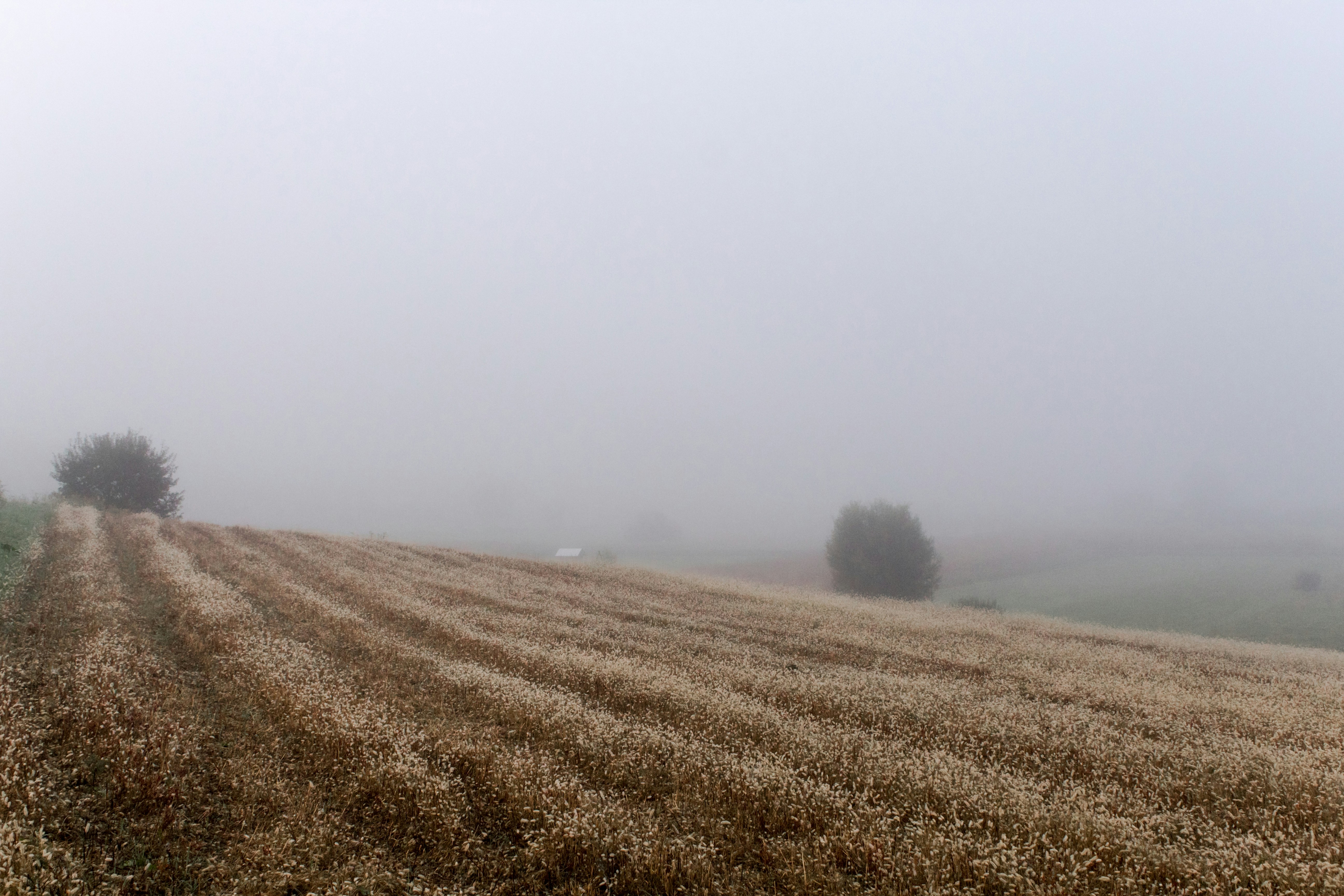 brown field under fog at daytime