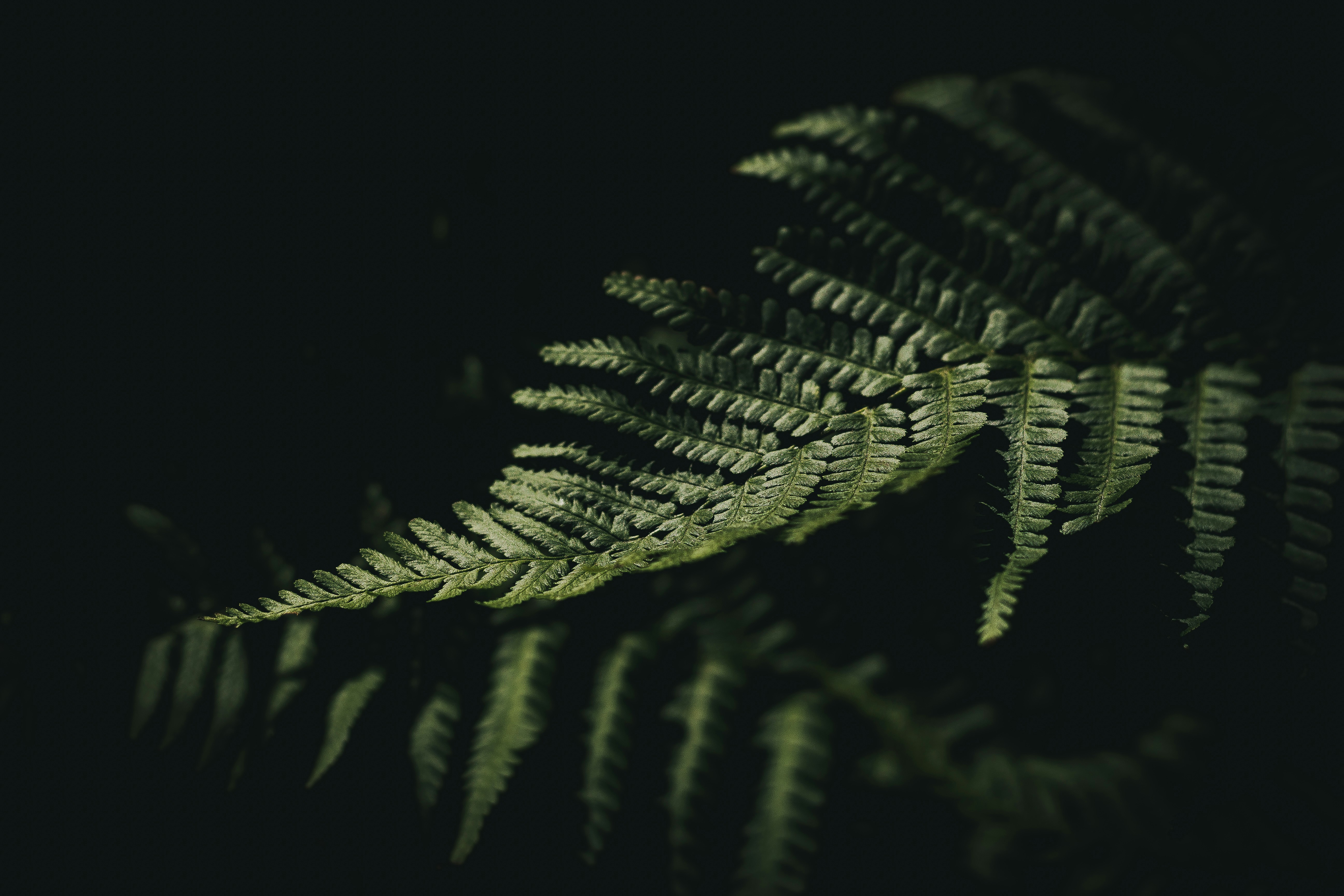 Reflection of fern leaf on black surface photo – Free Denmark Image on ...