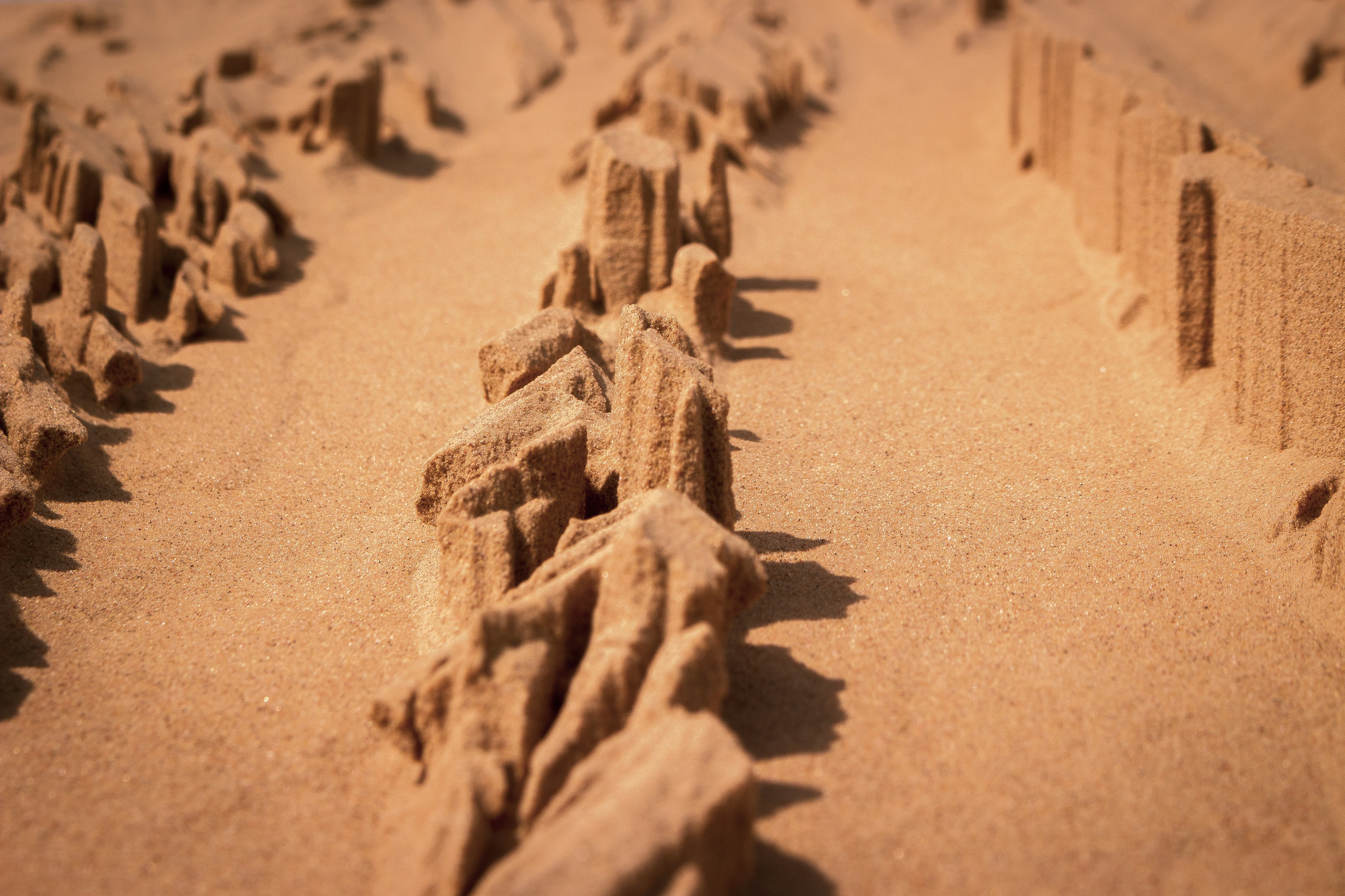 Driftwood Spine: A Sunlit Corridor Through Deserted Dunes