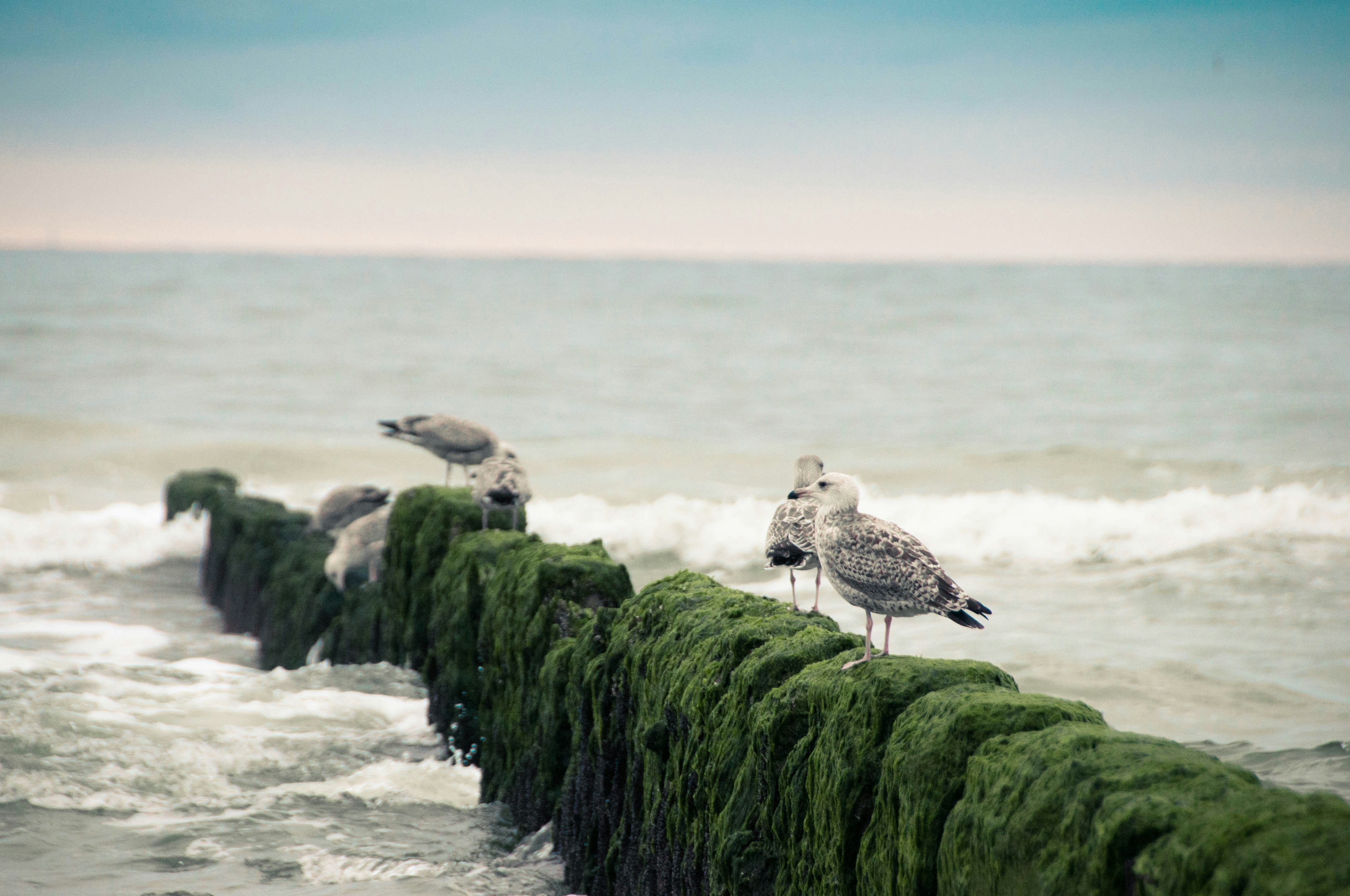 Four gray birds at daytime photo – Free Bird Image on Unsplash