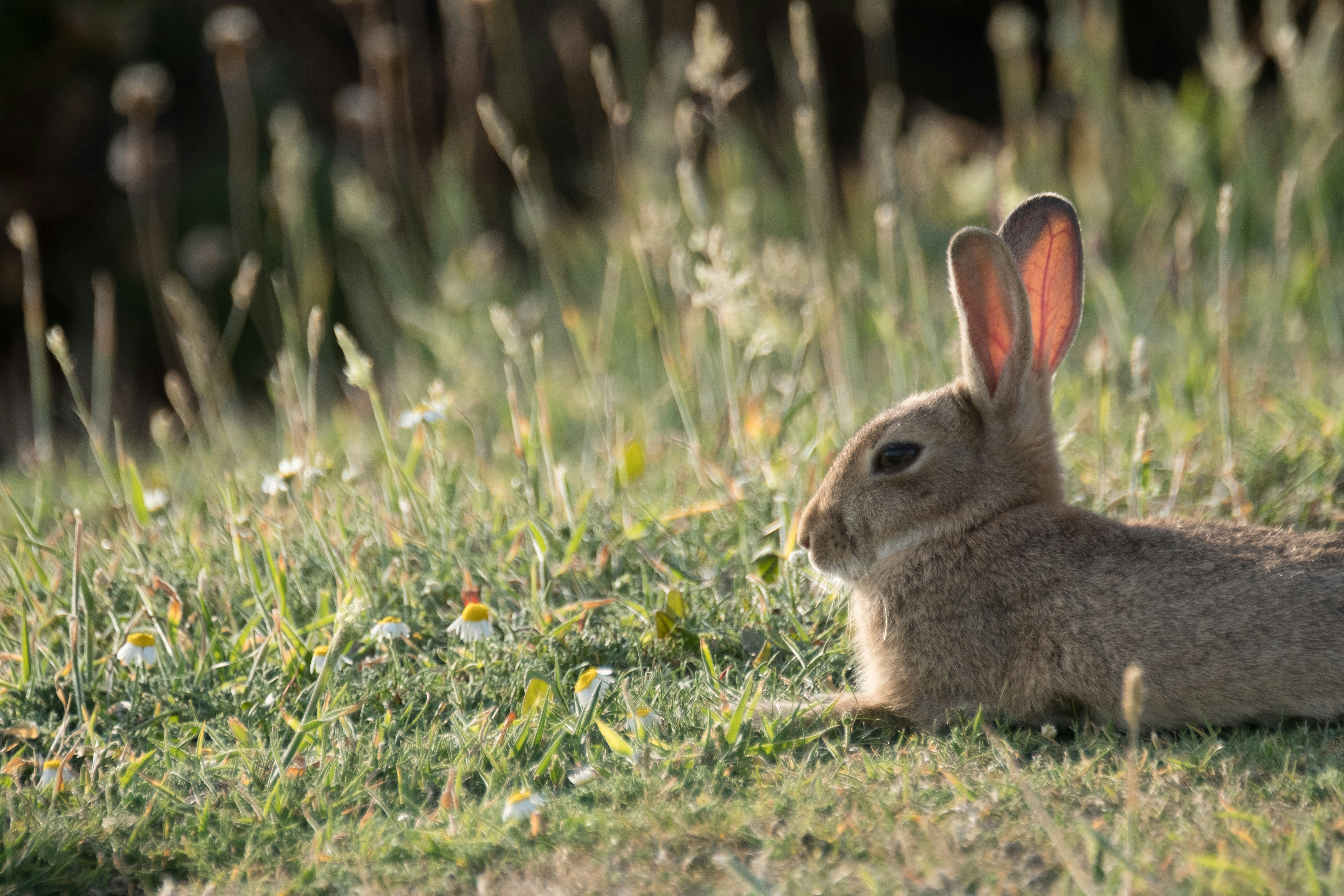Cute Rabbit Pictures | Download Free Images on Unsplash