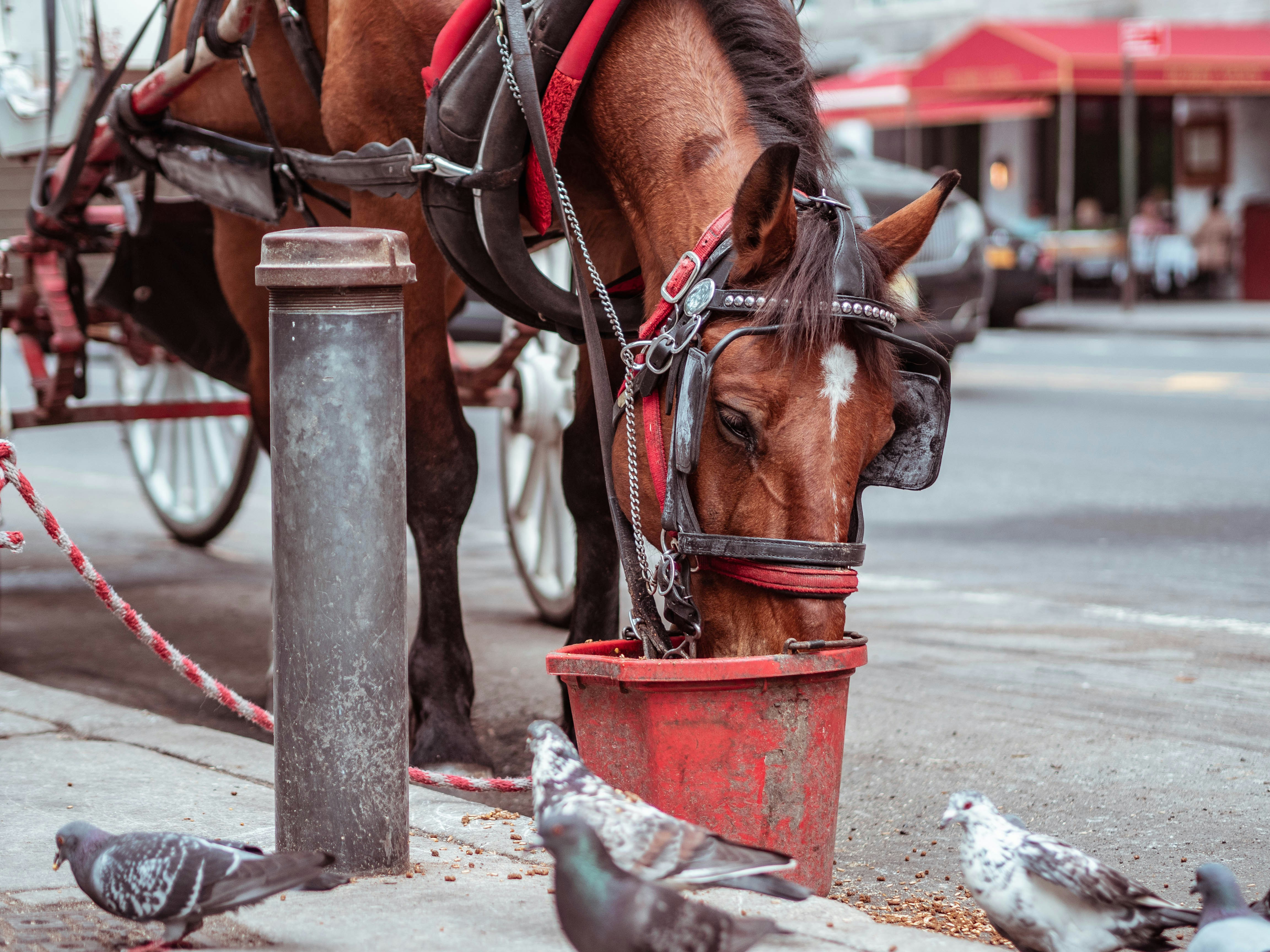Red Bucket Interlude: A City-Street Moment with a Horse and Pigeons