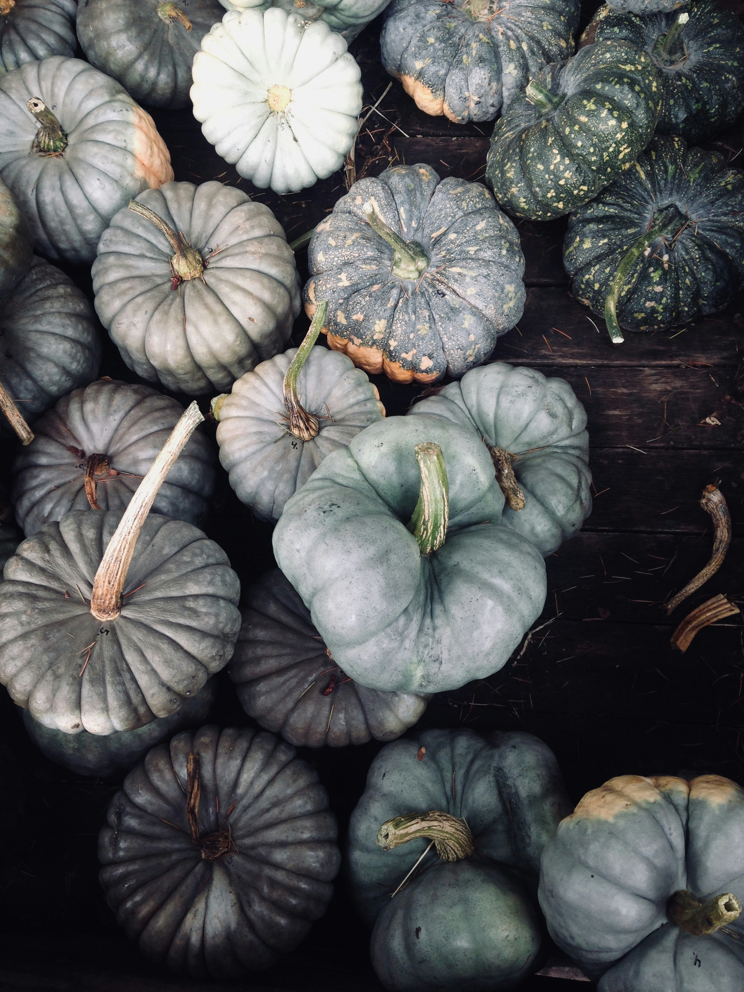 Harvest Echo: A Quiet Bunch of Blue-Grey Pumpkins