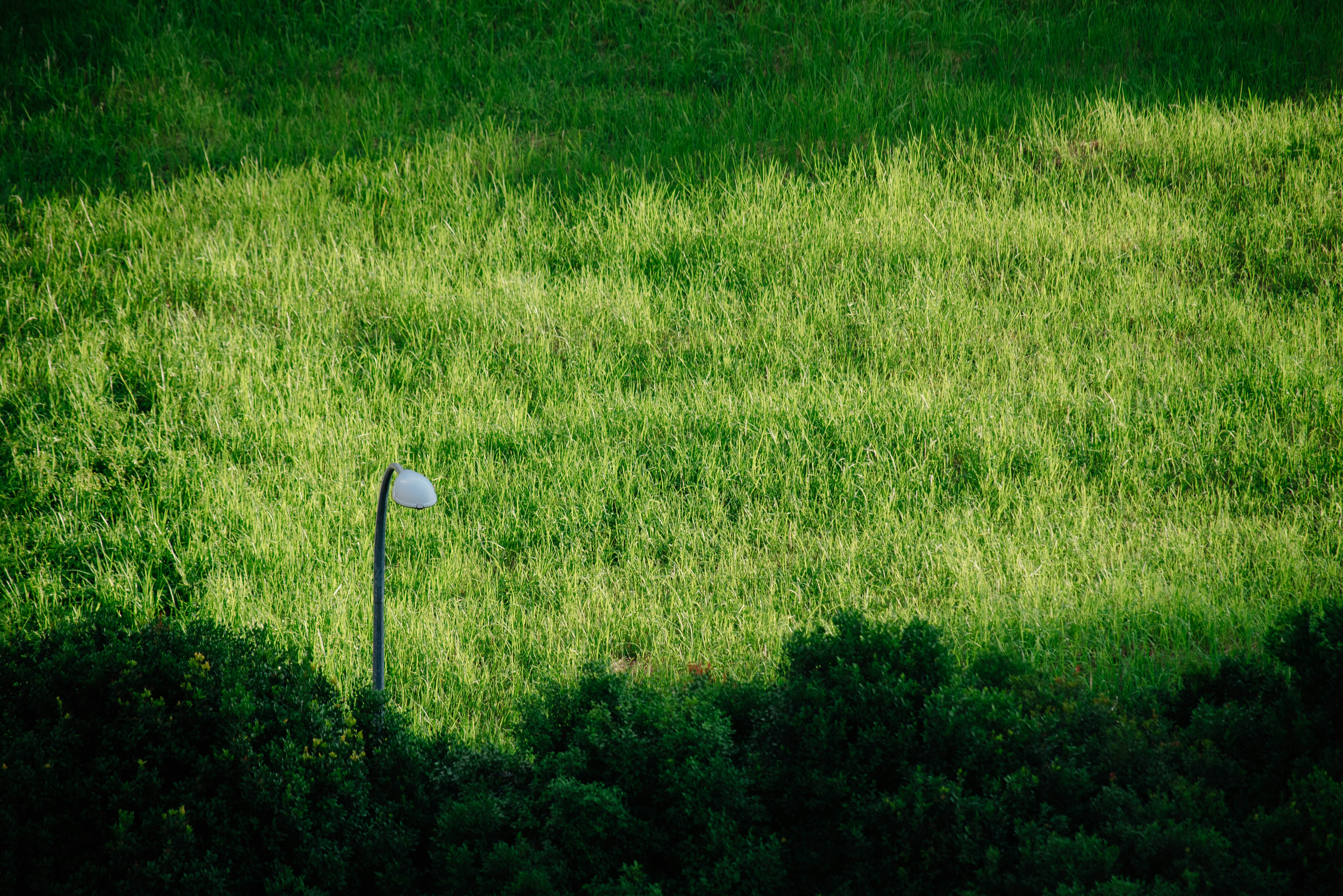 Green grass field photo – Free Green Image on Unsplash