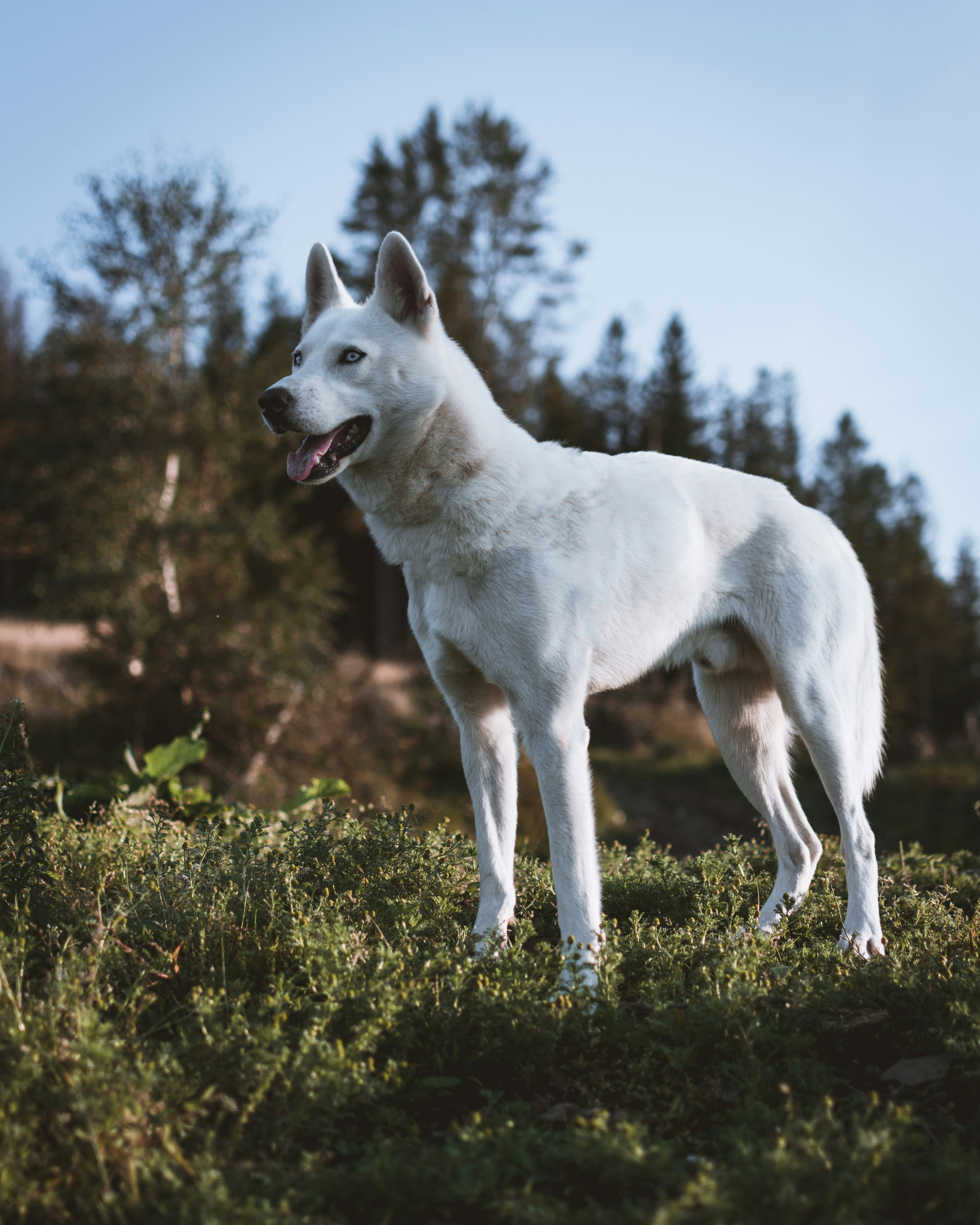 White Sentinel: A Husky-leaning Hound Stands Against Pine and Sky
