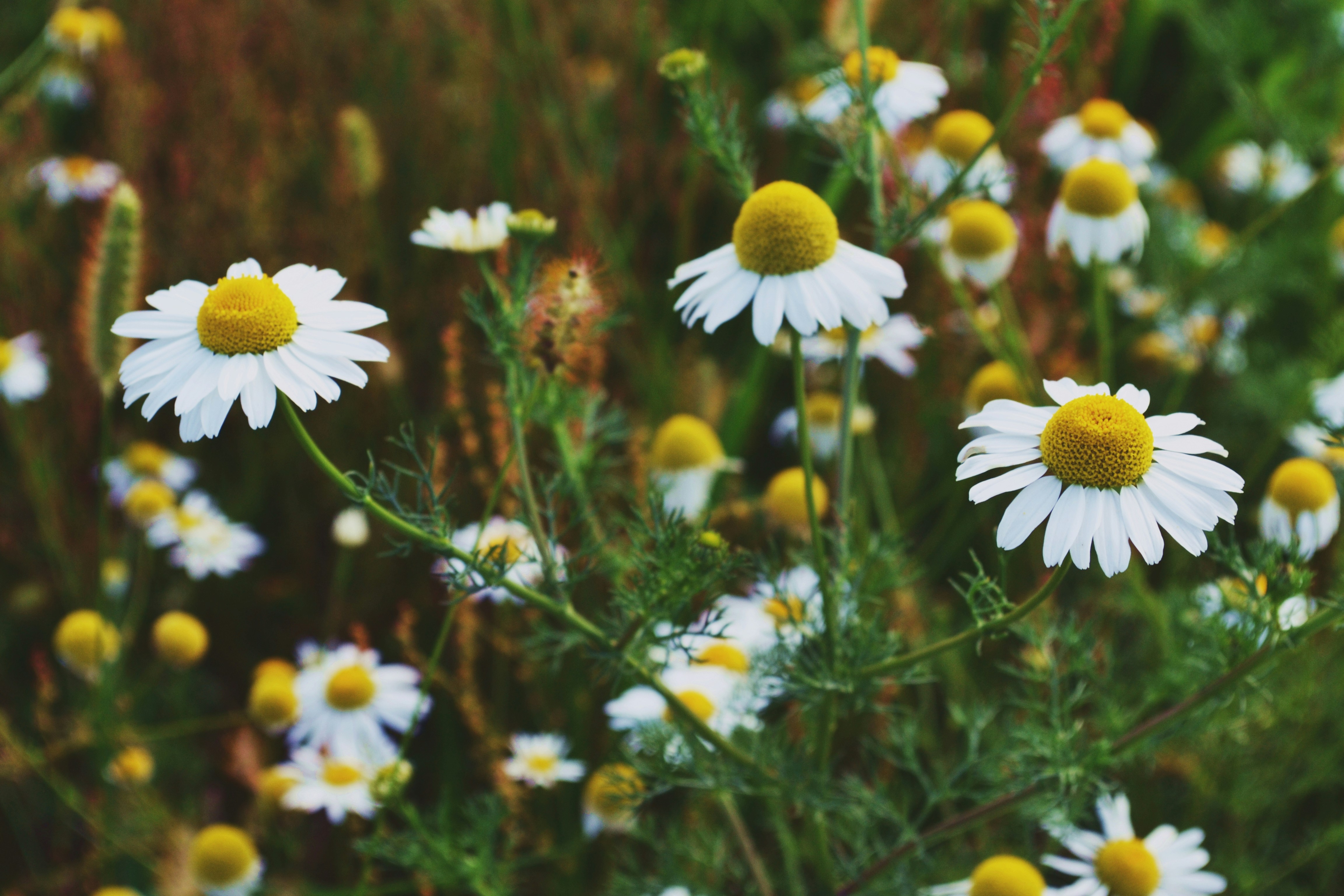 A cluster of daisies in a vibrant meadow, showcasing their white petals and yellow centers amidst a backdrop of wild greenery.