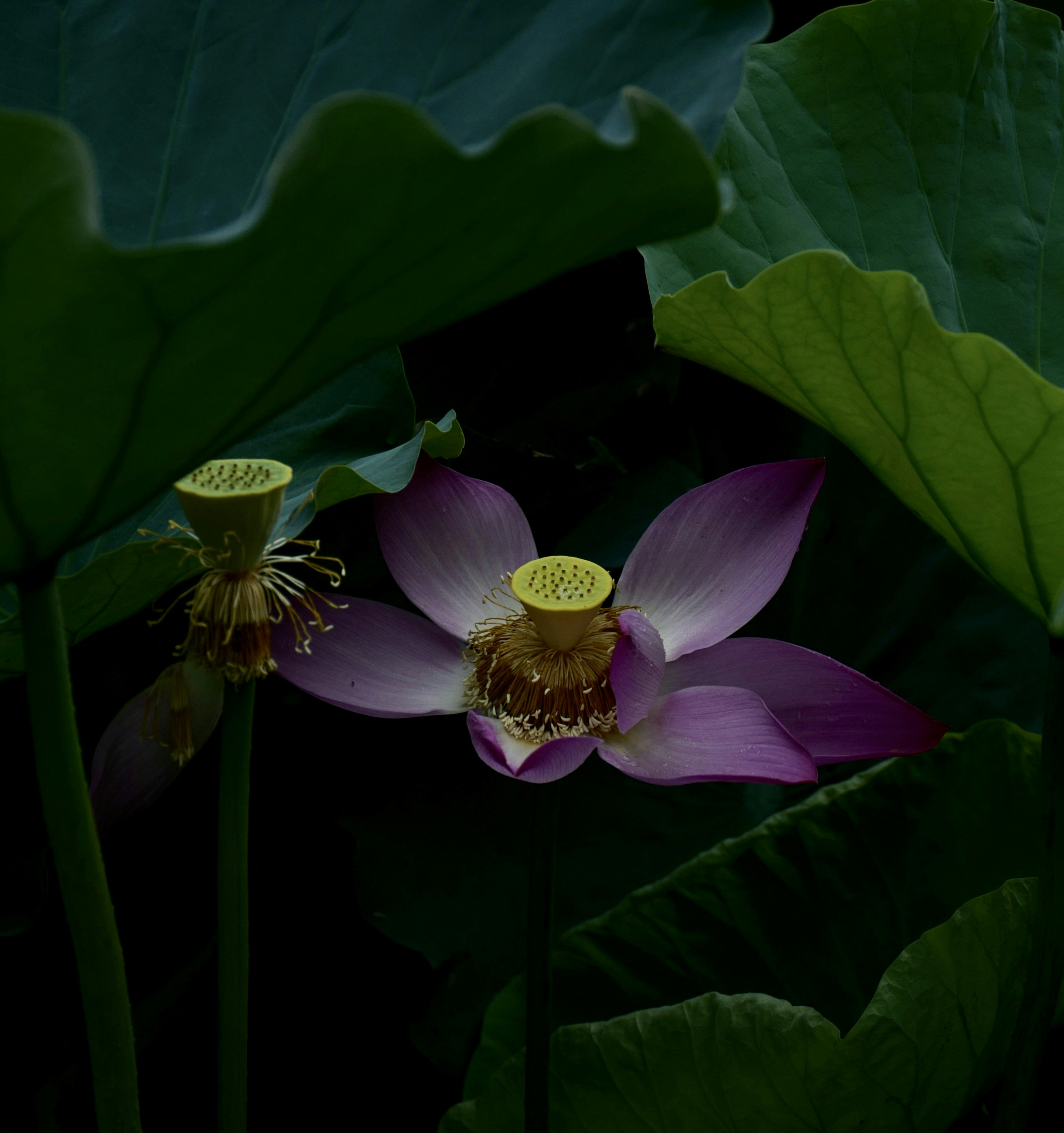 Lotus flower photo – Free Mount putuo-east china Image on Unsplash