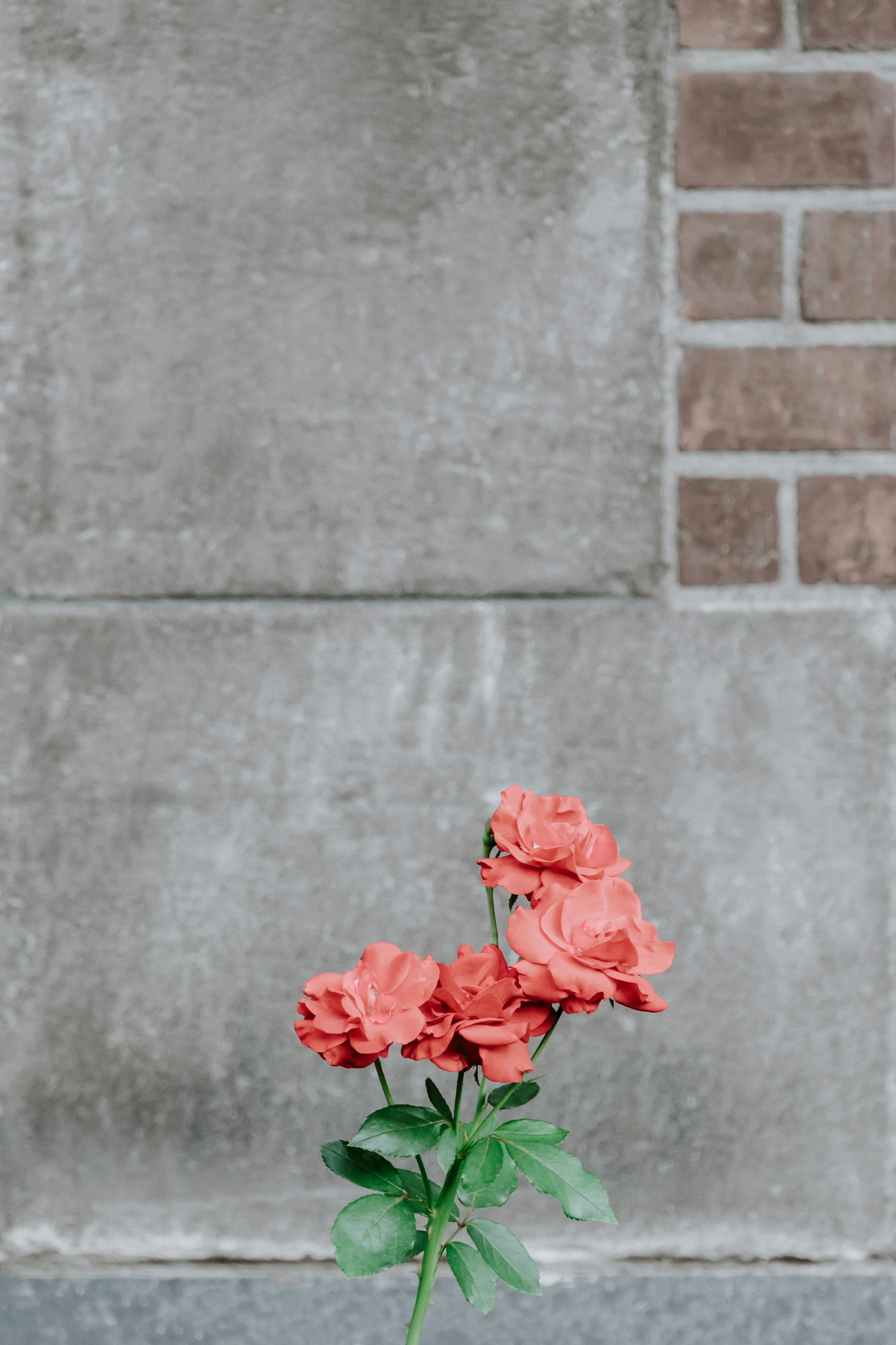 Vibrant coral roses stand out against a textured gray wall, highlighting the beauty of nature amidst urban settings.