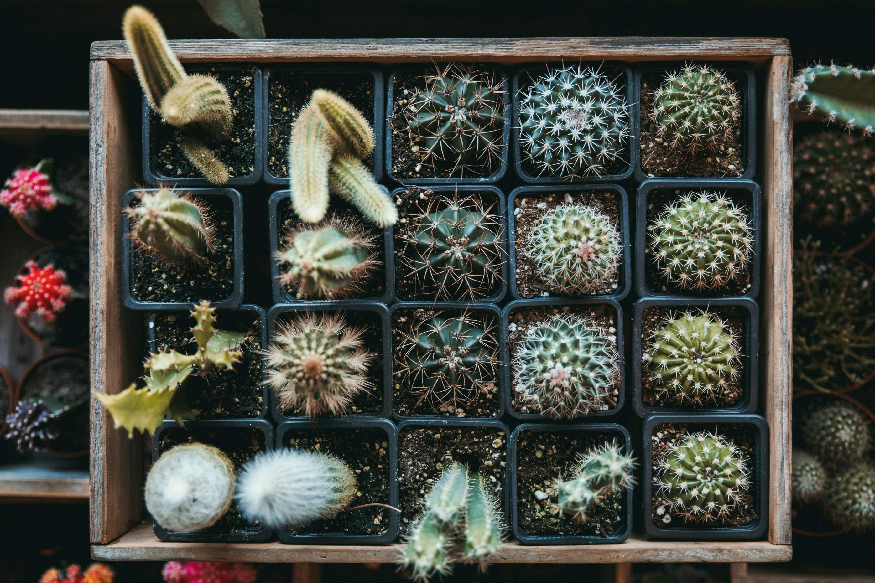 Green cacti on brown wooden storage box photo – Free Wallpaper Image on ...