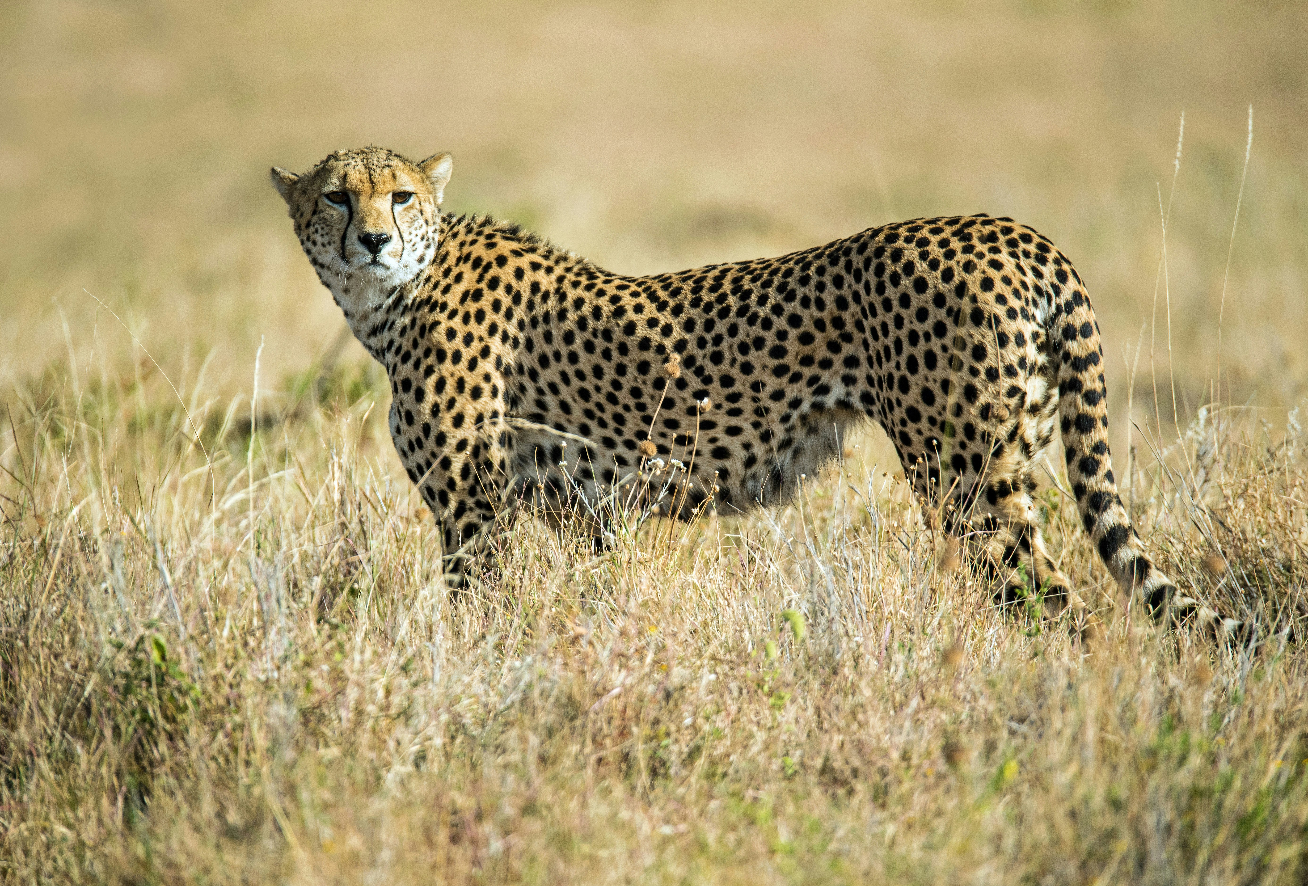Cheetah poised in tall grass, showcasing its sleek form and distinctive spots. The scene captures the essence of wild elegance.
