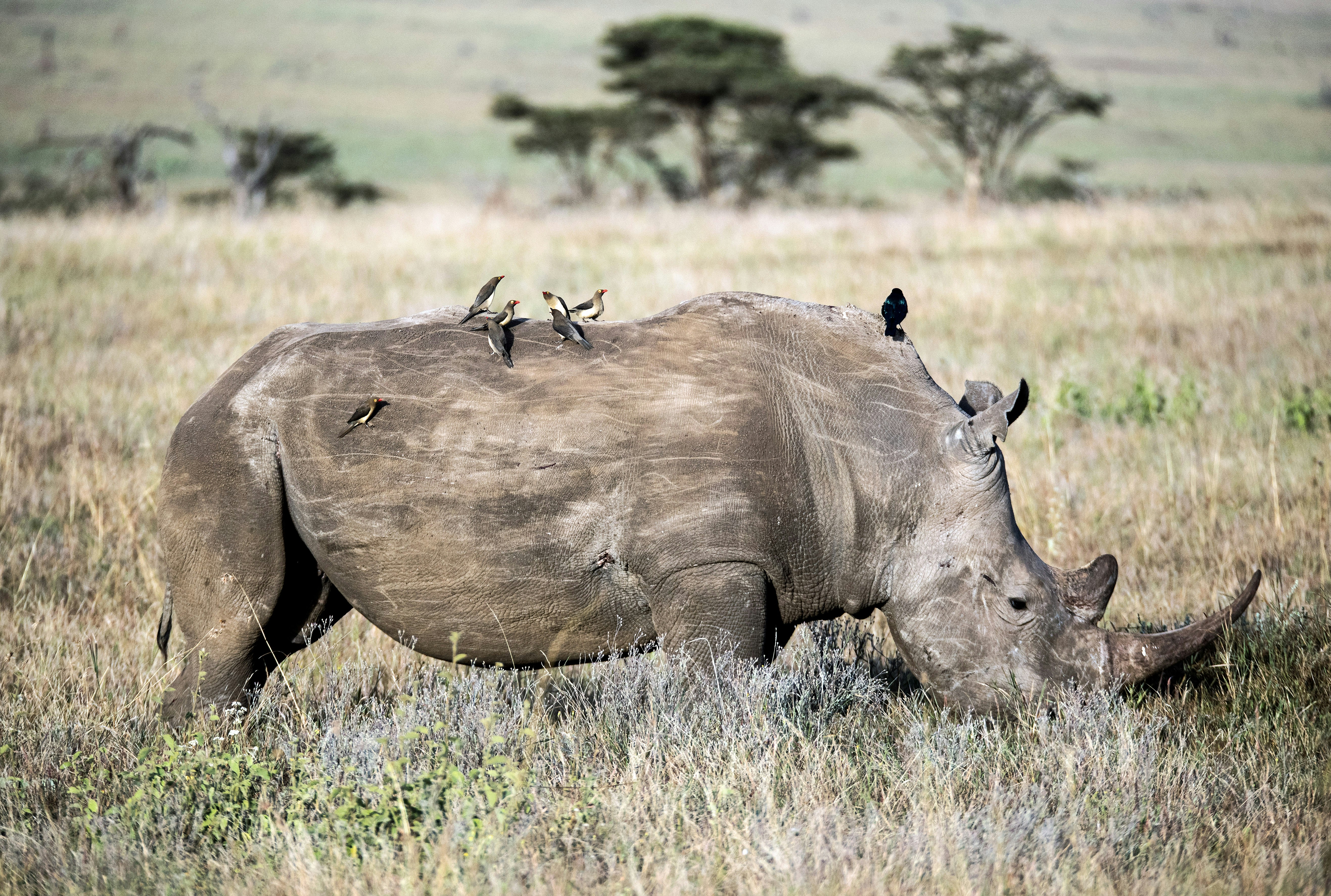 Grey rhinoceros on field during daytime photo – Free Kenya Image on ...