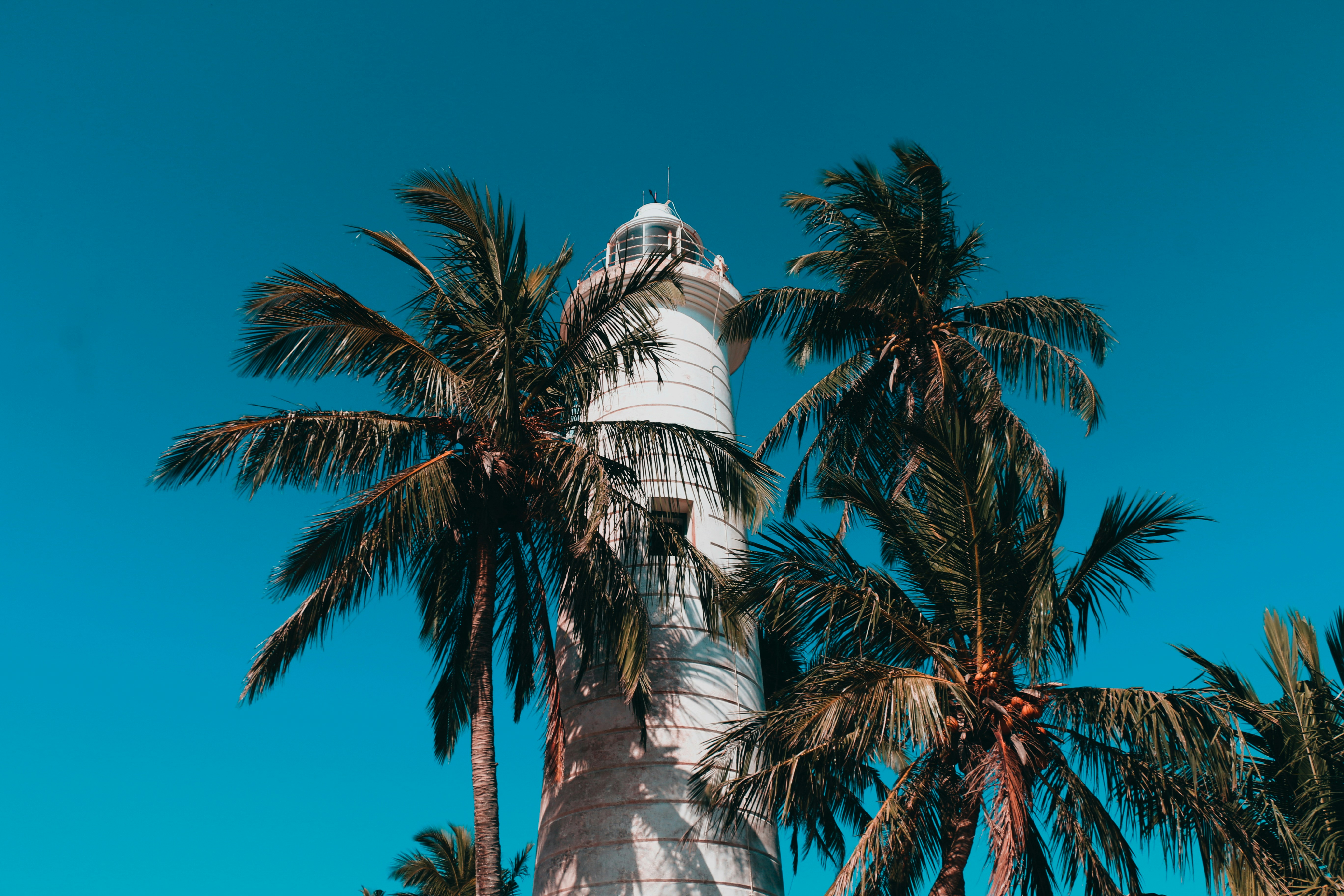 White lighthouse surrounded by tall palm trees against a clear blue sky.