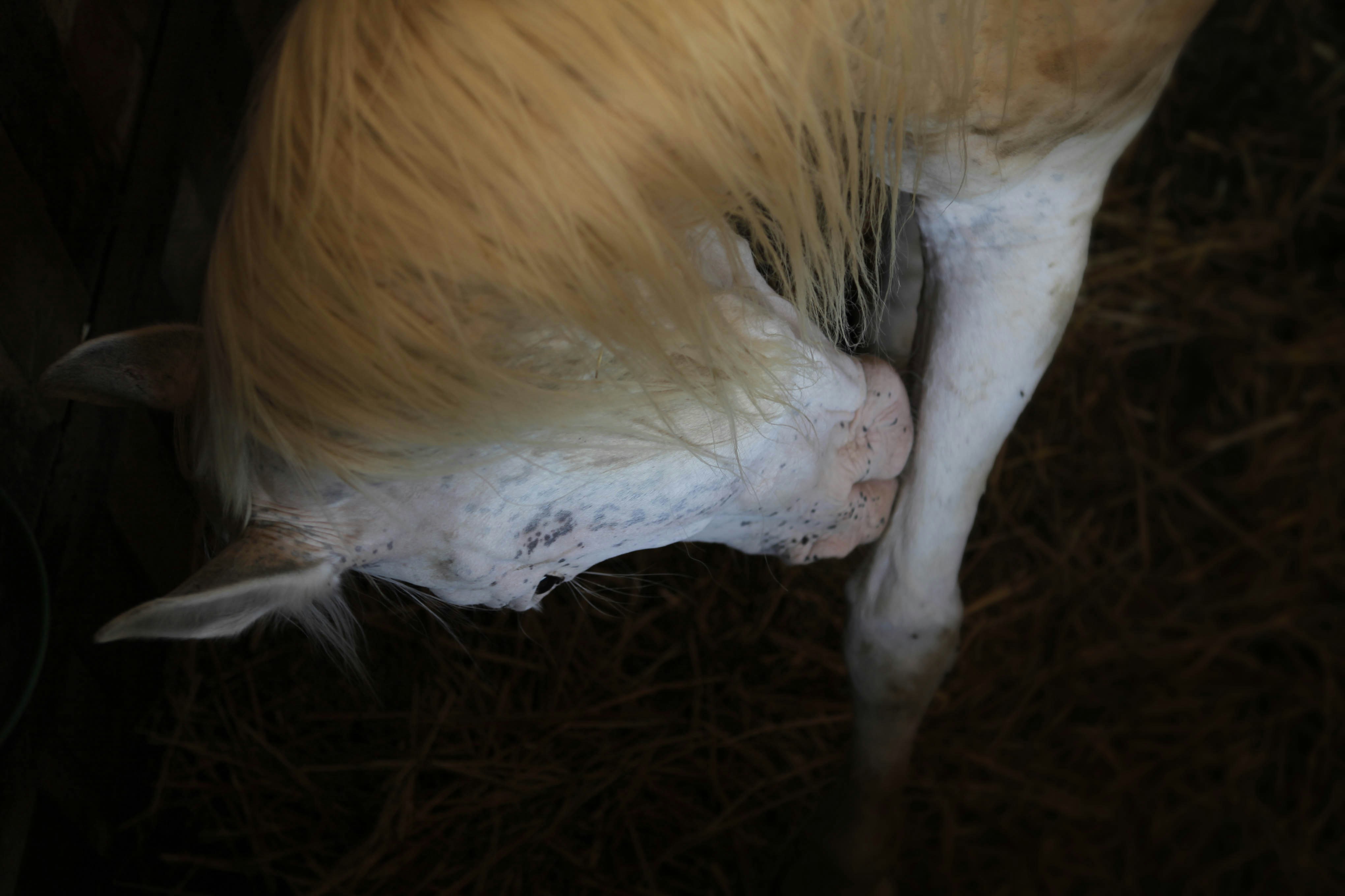 Dim Barn Portrait: A Pale Pony Tucked Amid Straw