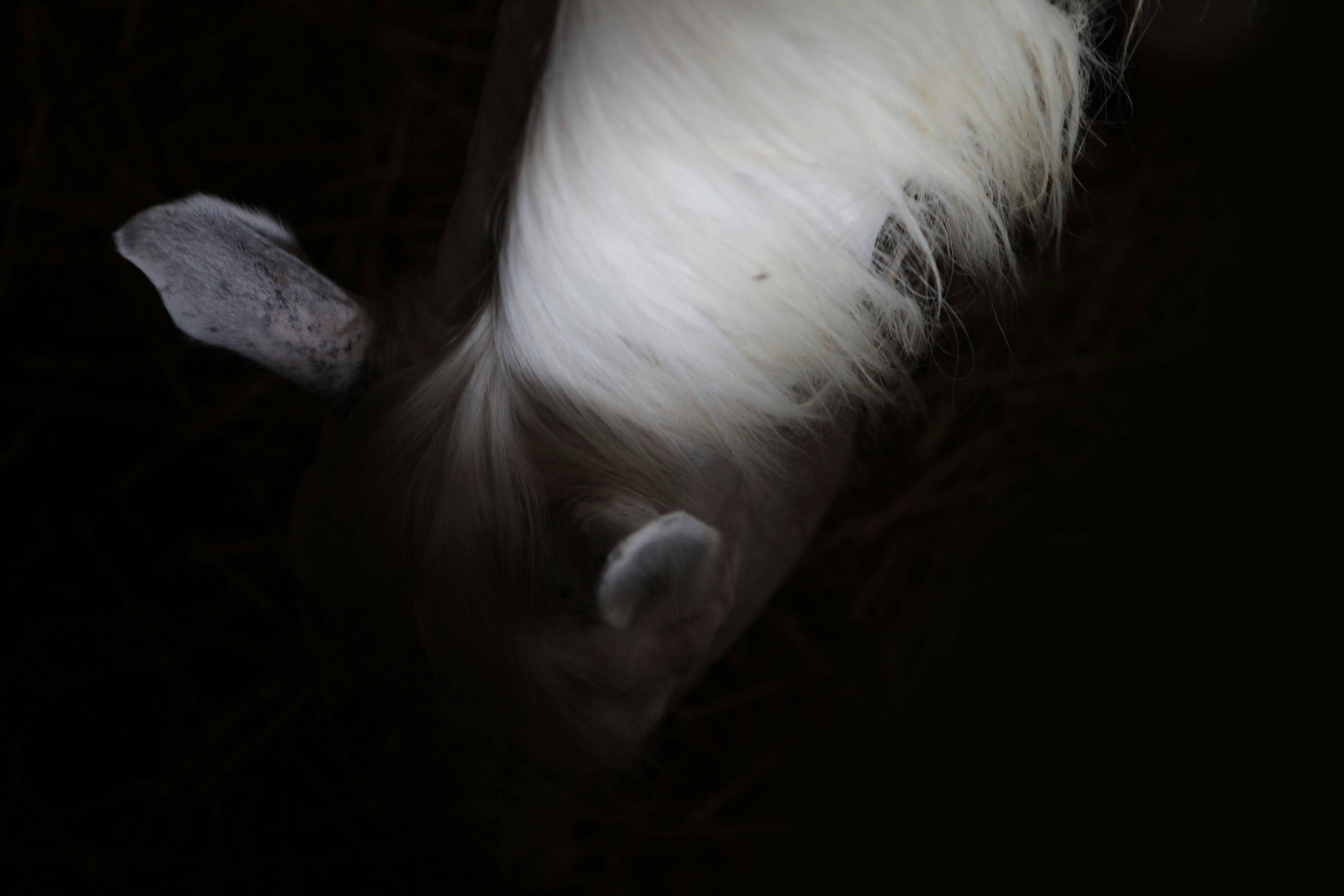 My Little Pony Mmd Rarity Farts On Spike Pictures | Download Free ...