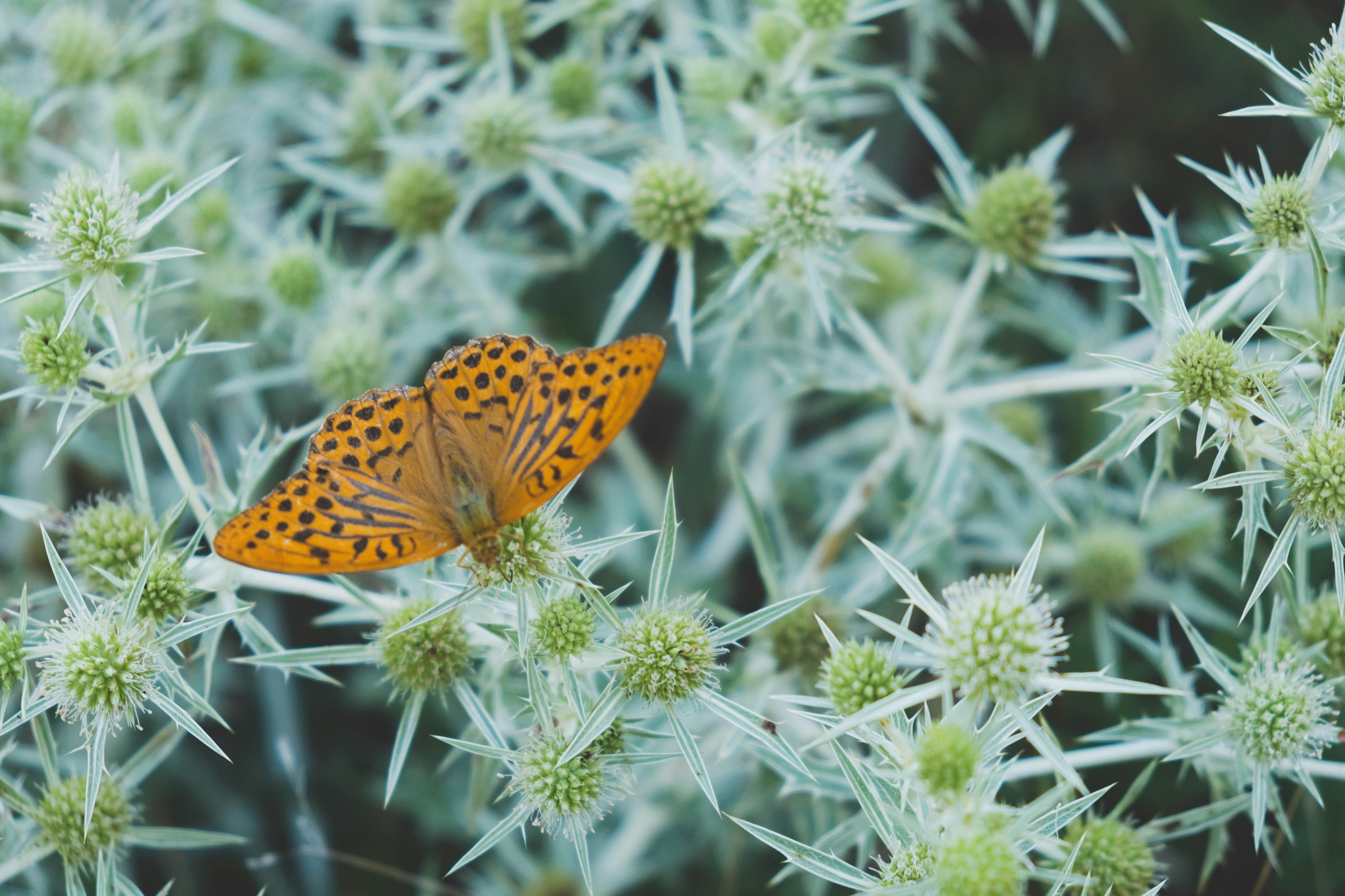At the very top of a hiking in the french Provence mountains, I spotted this thorny bush covered in butterflies. They offered a vivid contrast both in color and in shape.