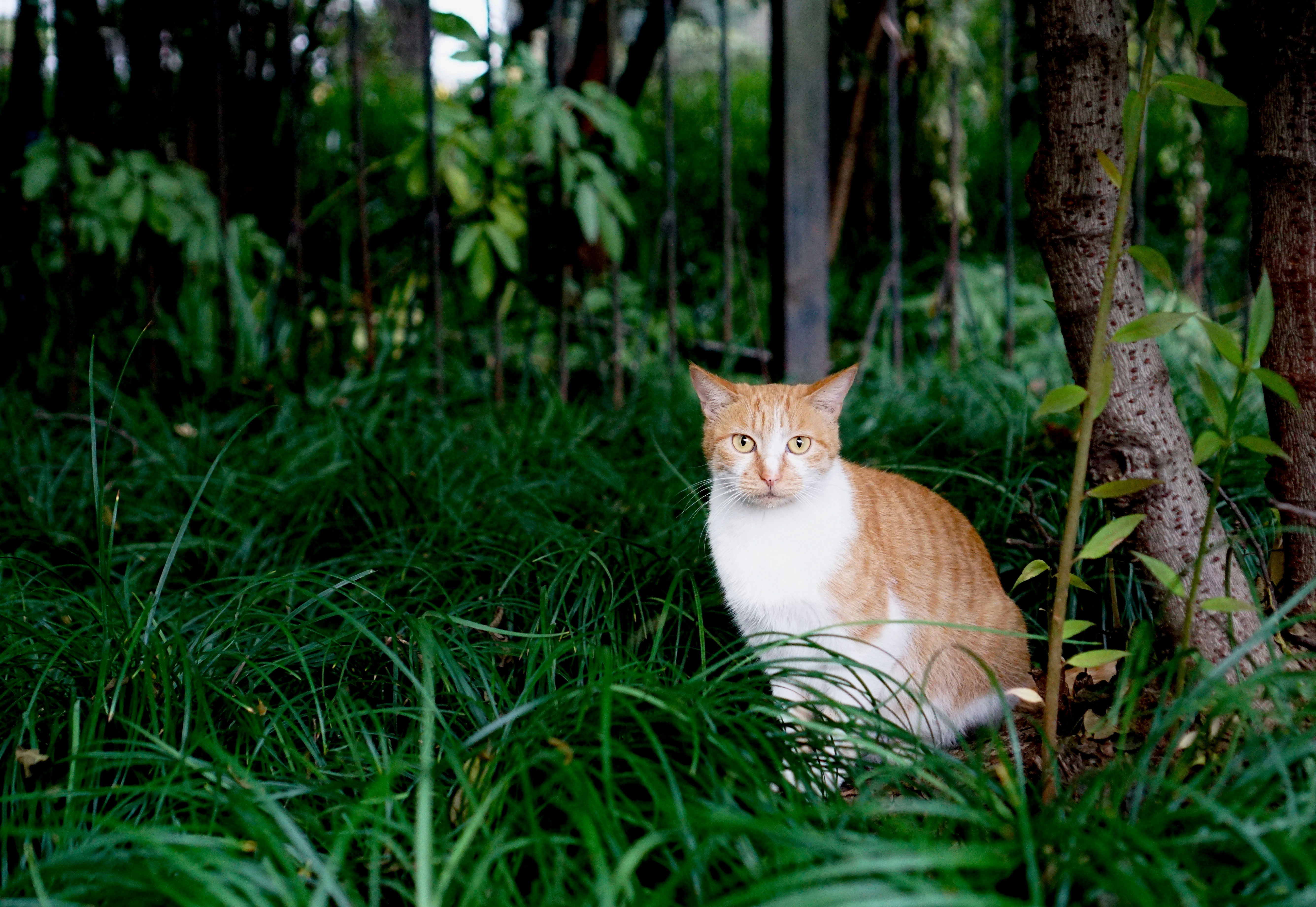 Orange and white cat sitting amidst lush green grass, framed by trees and a fence.