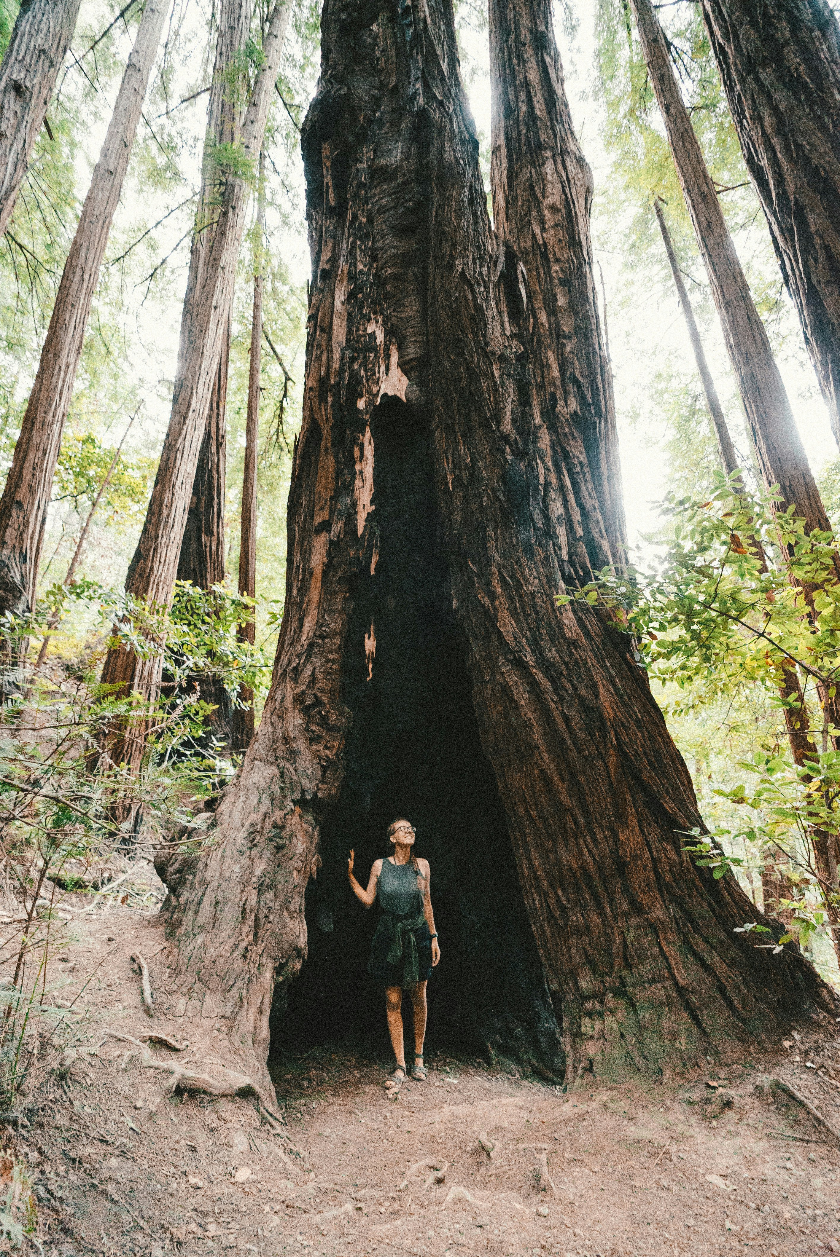 Woman standing under tree branch on focus photo photo – Free Standing ...