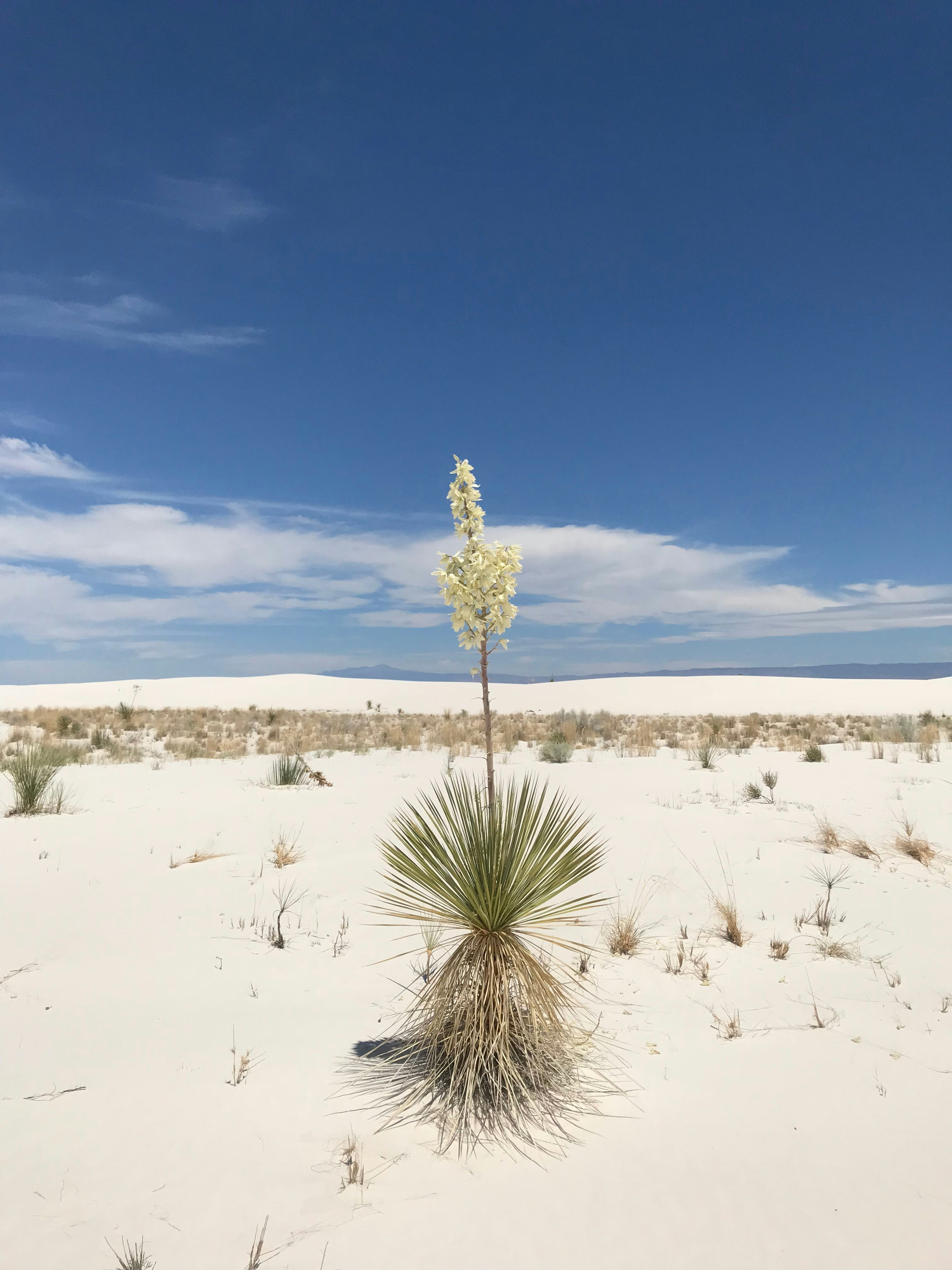 Desert Sentinel: Yucca Rising Over Snow-White Dunes Under a Cerulean Sky