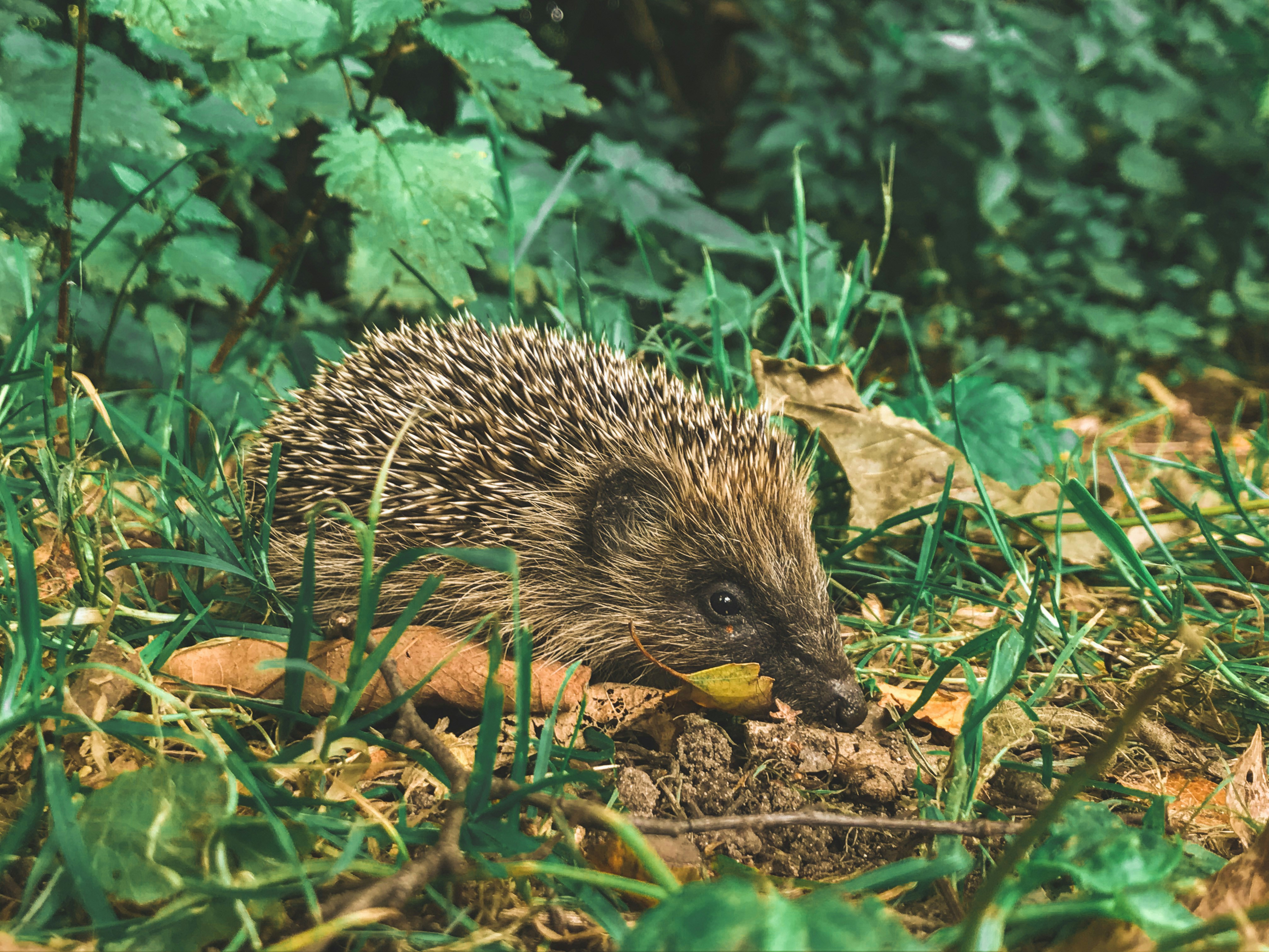 Stumbled upon this little spiky guy who was trying to be incognito. He didn’t run away and stayed still long enough for me to snap this incognito pic. I love this photo and my little spiky friend.