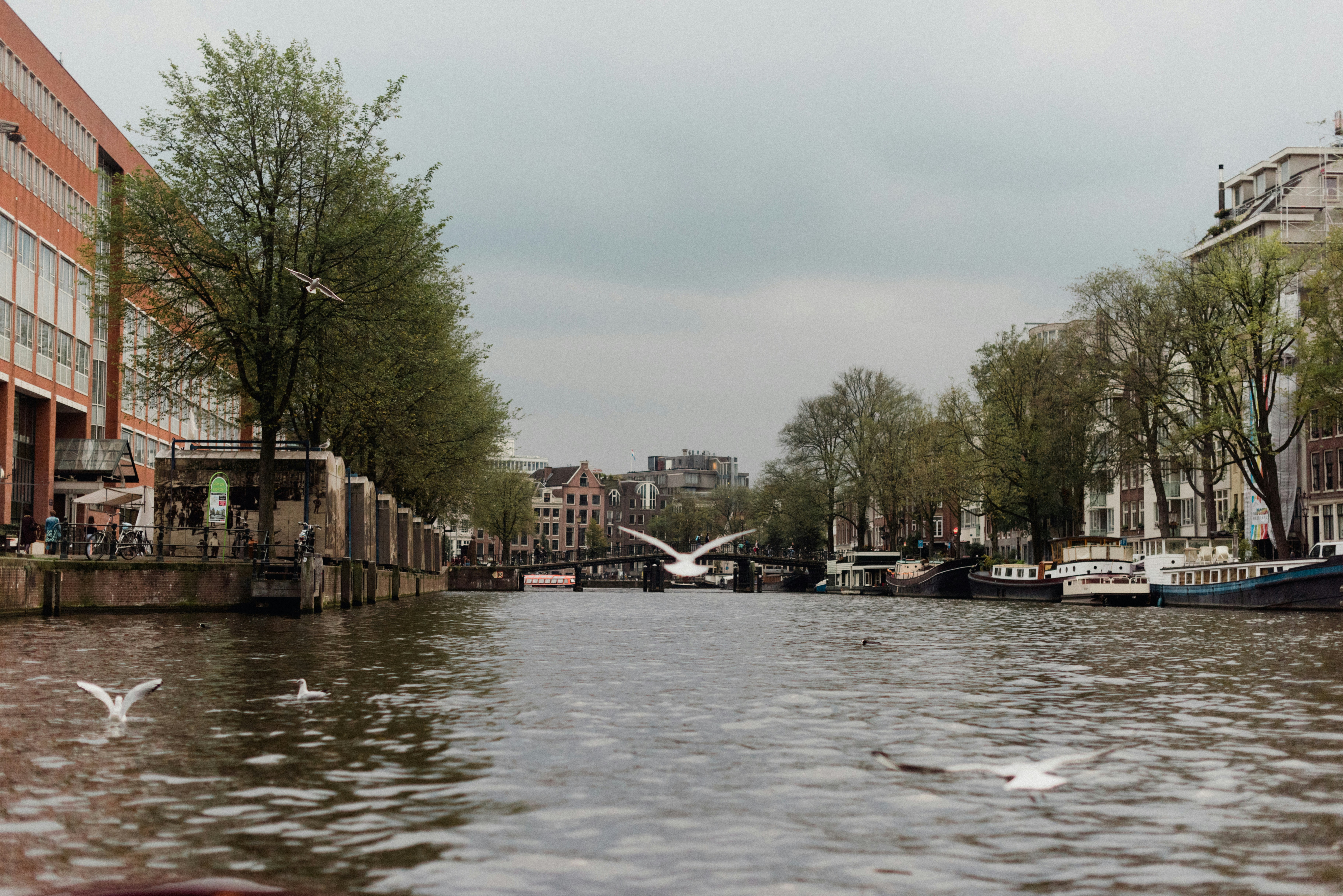 A tranquil view of a canal in Amsterdam, featuring boats and trees lining the banks, with seagulls gliding over the water's surface.