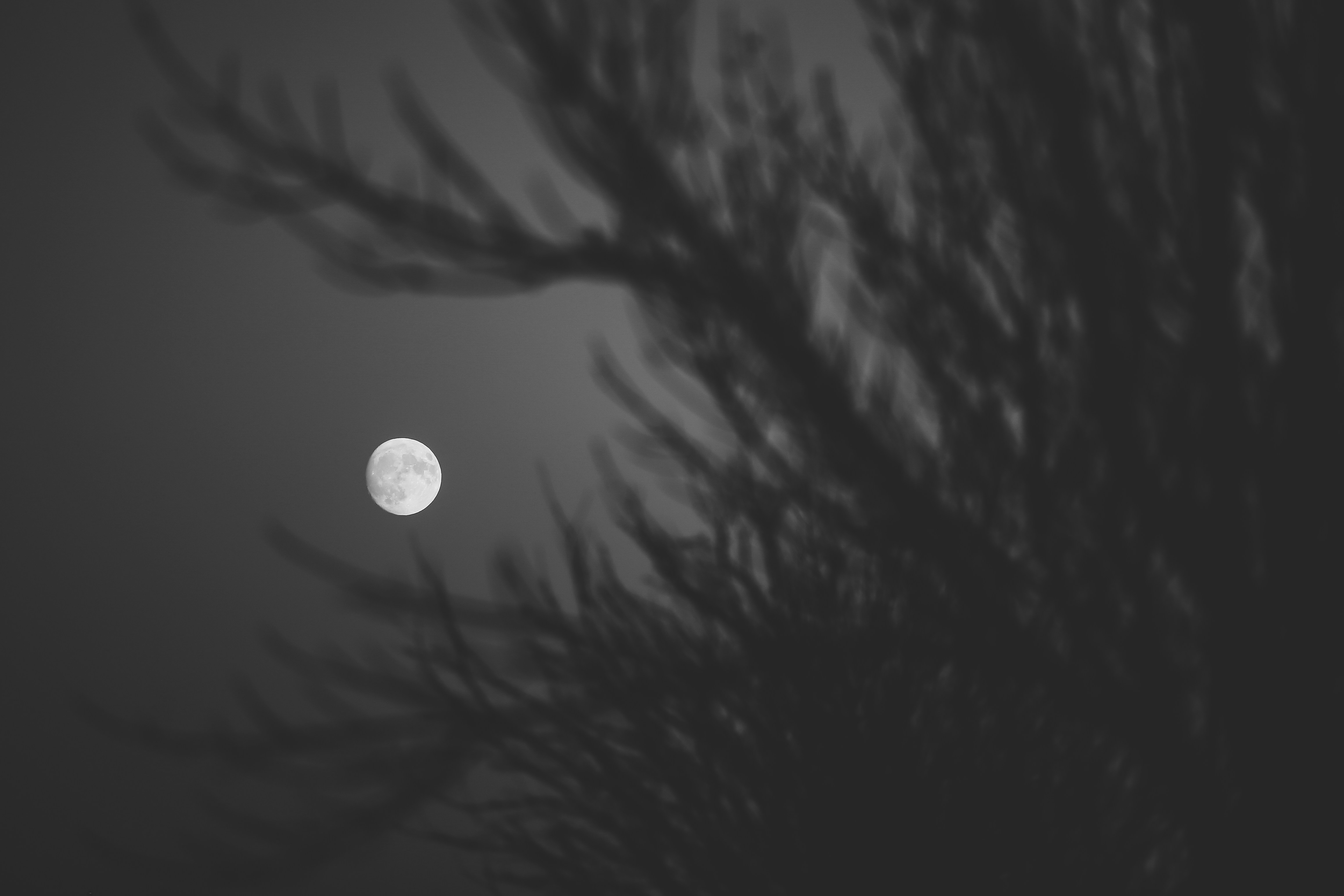 White moon photo – Free Grey Image on Unsplash