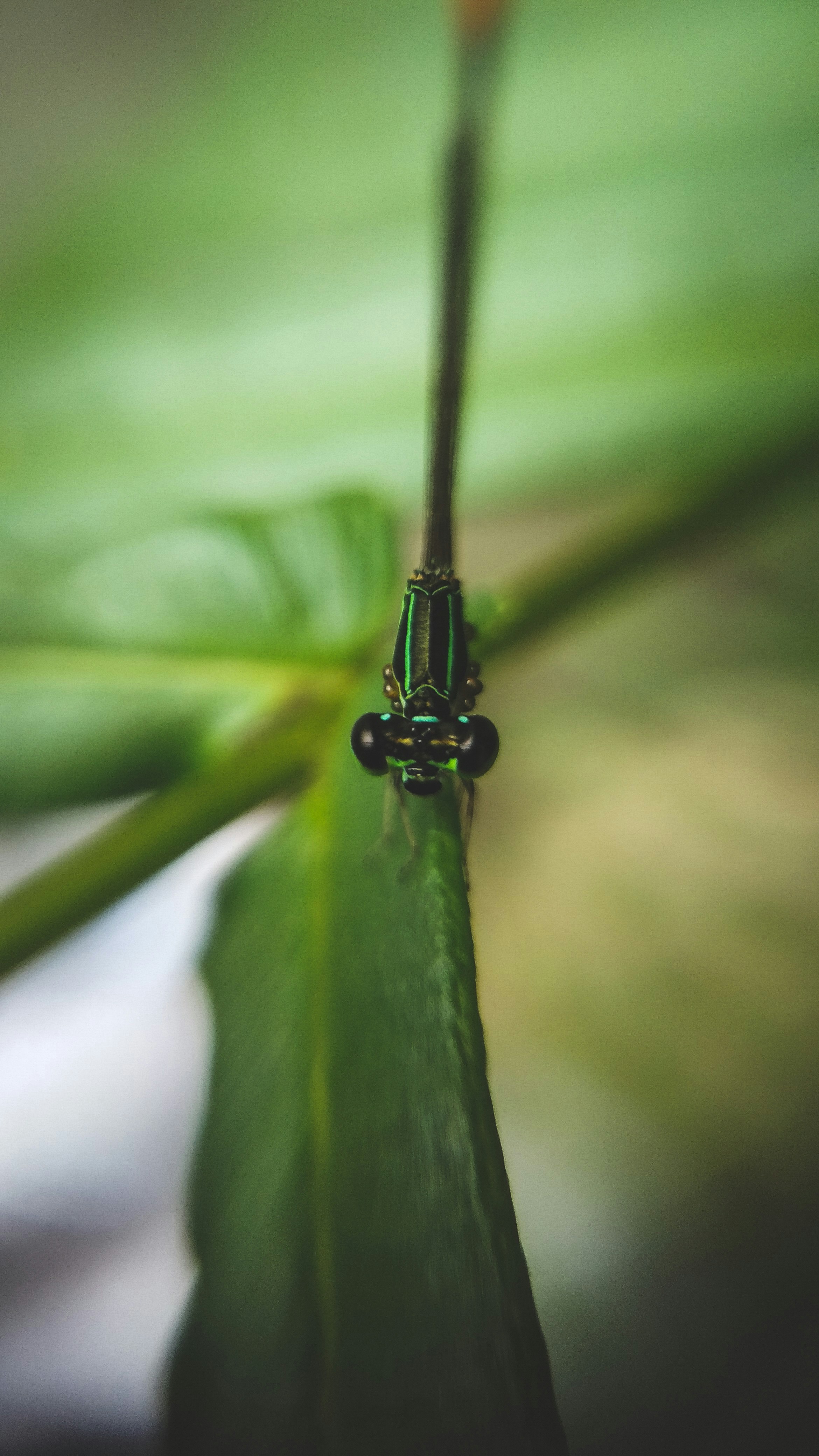 A vibrant green insect perched delicately on a leaf, showcasing intricate details and a striking color palette. The blurred background emphasizes the subject's vivid features.