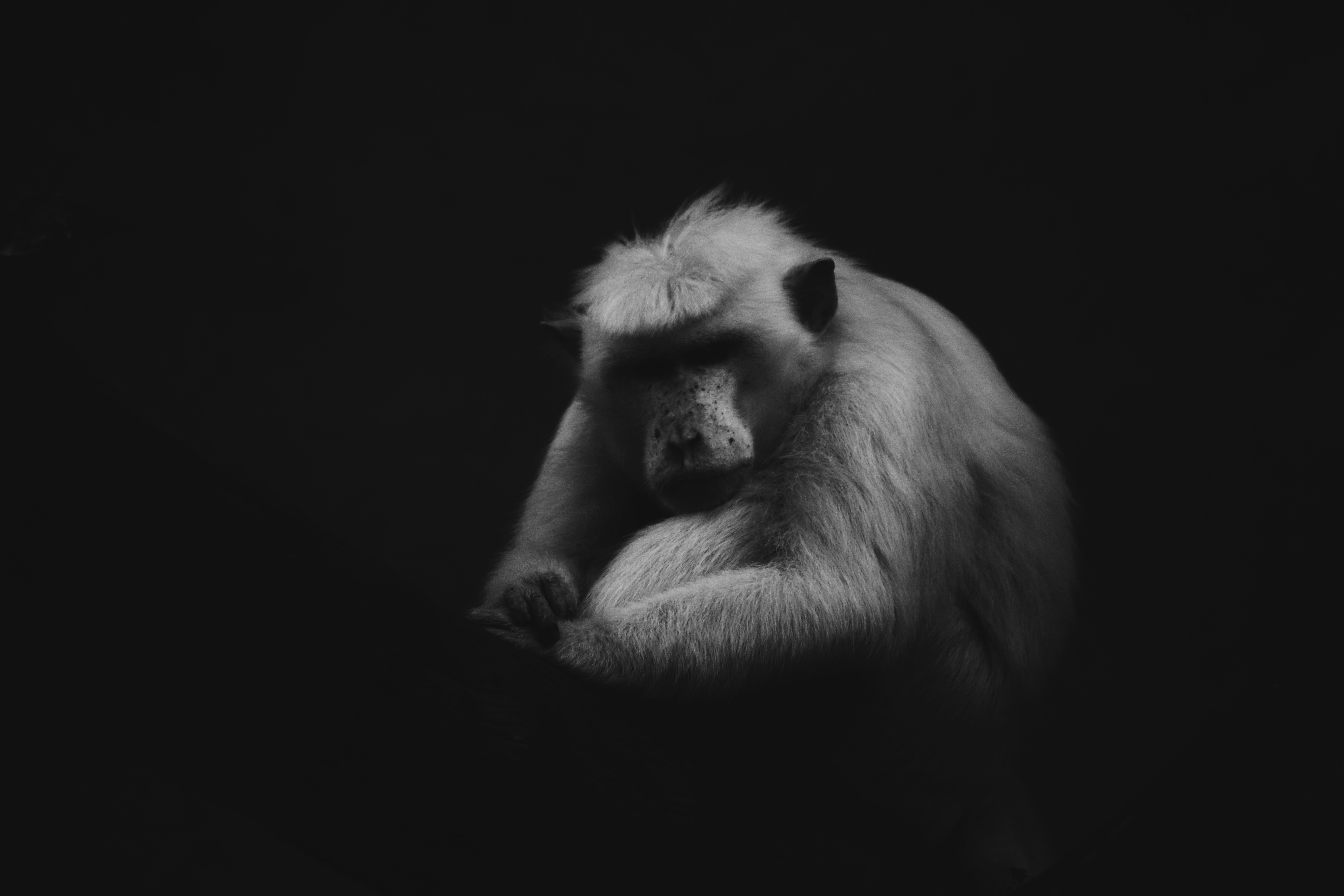 A contemplative monkey resting in shadows, embodying tranquility and introspection.