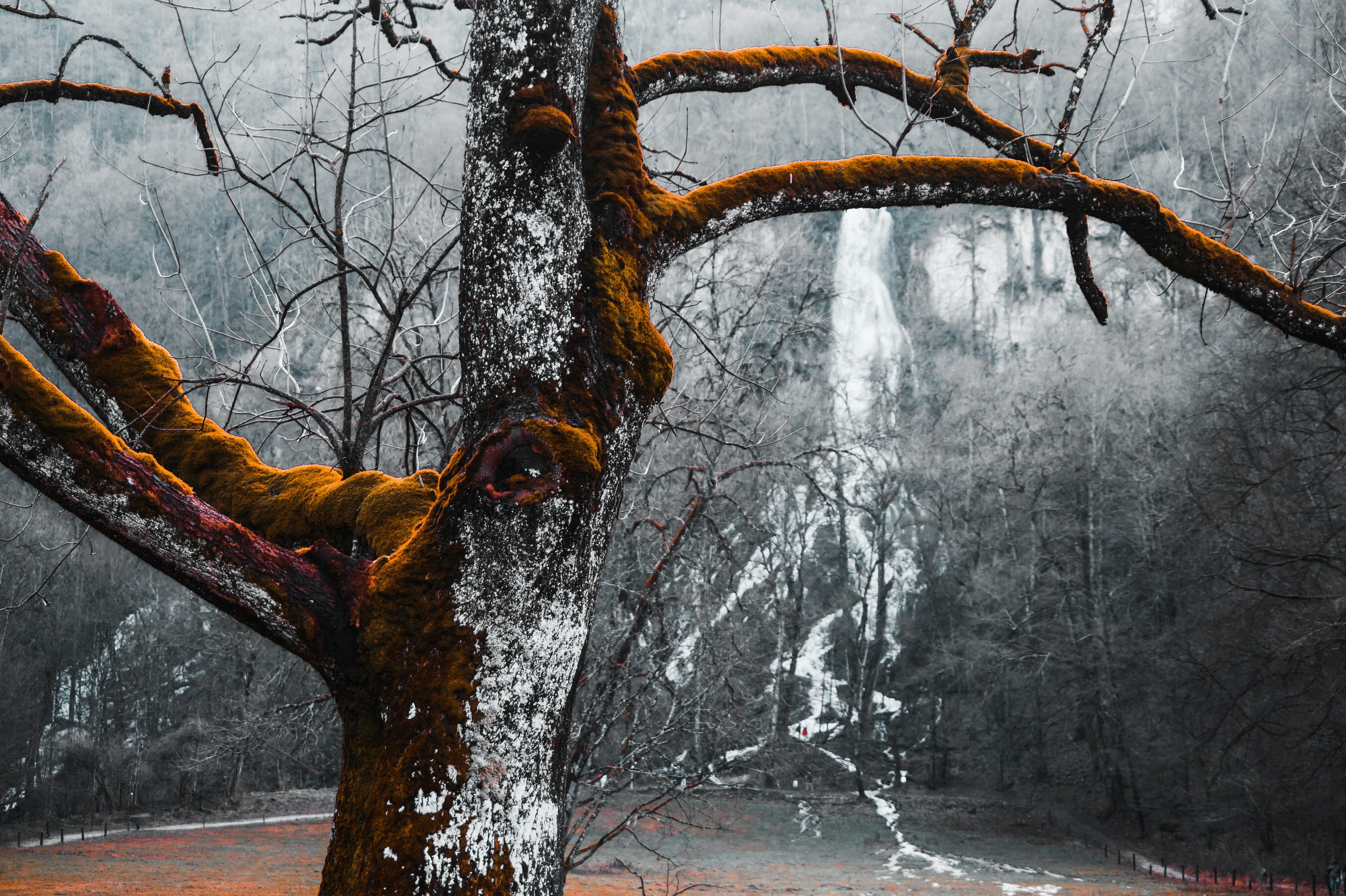 Winter Sentinel: A Snow-Kissed Tree Stand Bare Amidst Veiled Forest
