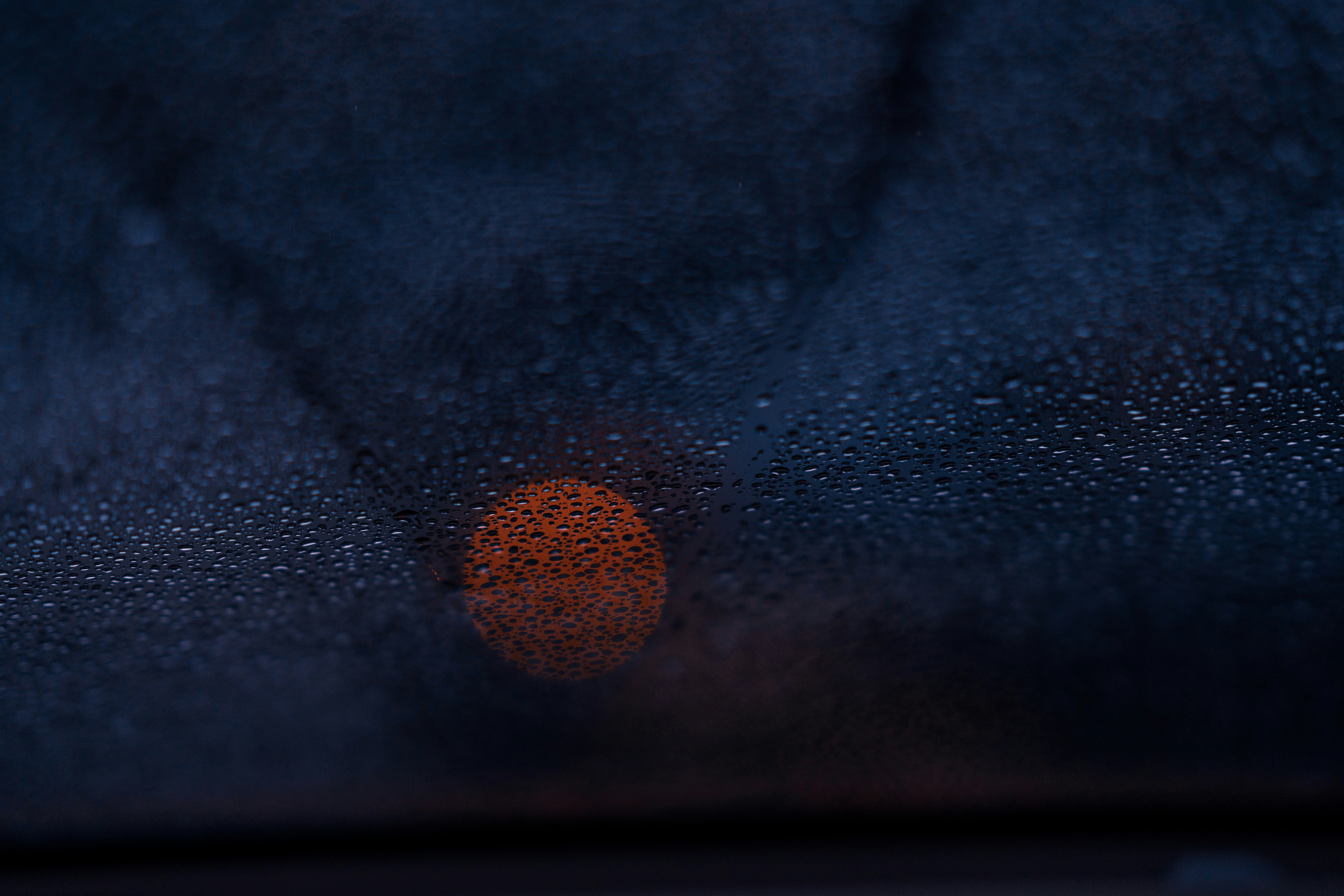 Crimson Orb on Indigo Velvet: A Close-Up Moment