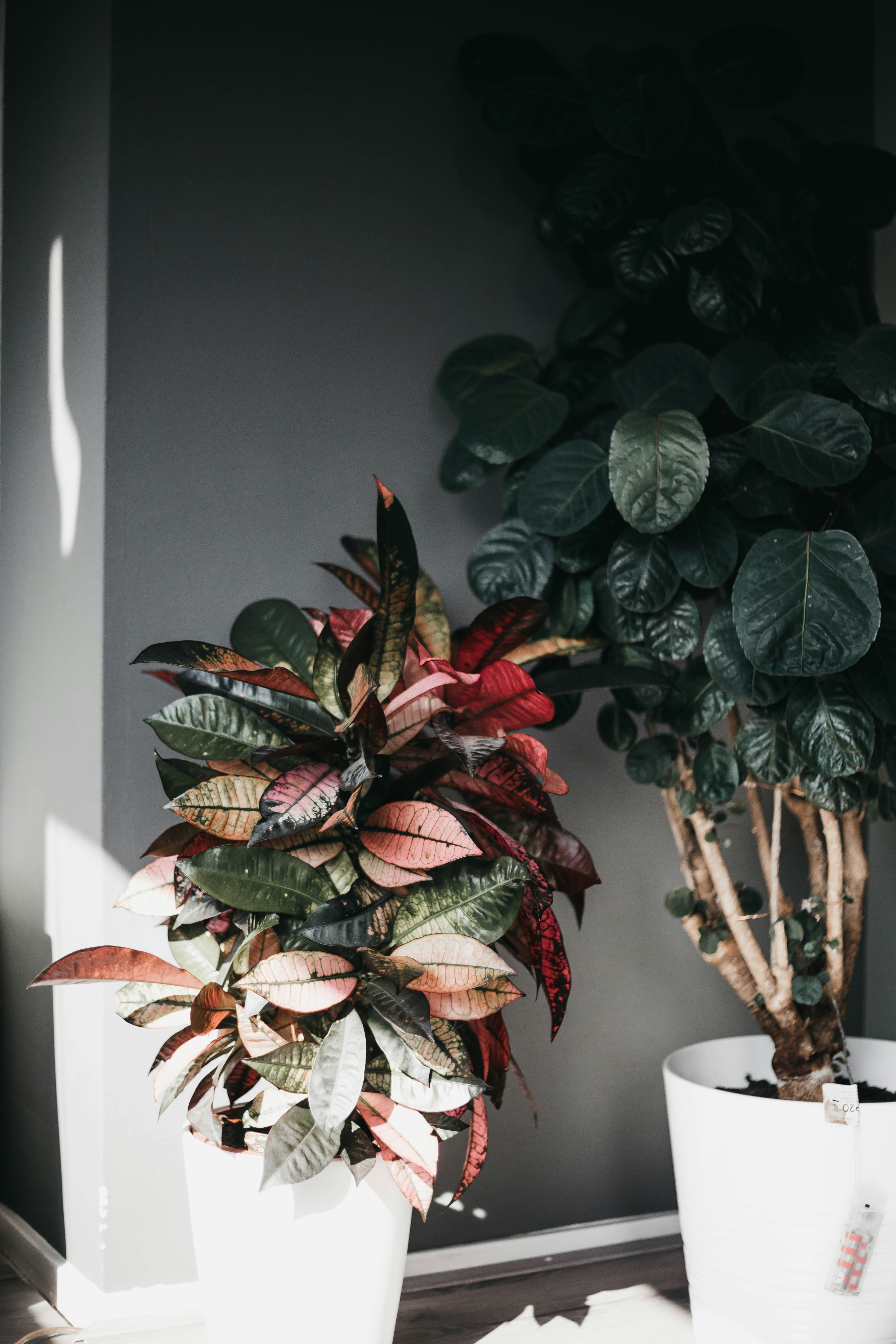 A striking arrangement of colorful foliage in white pots against a muted wall, showcasing the beauty of indoor plants.
