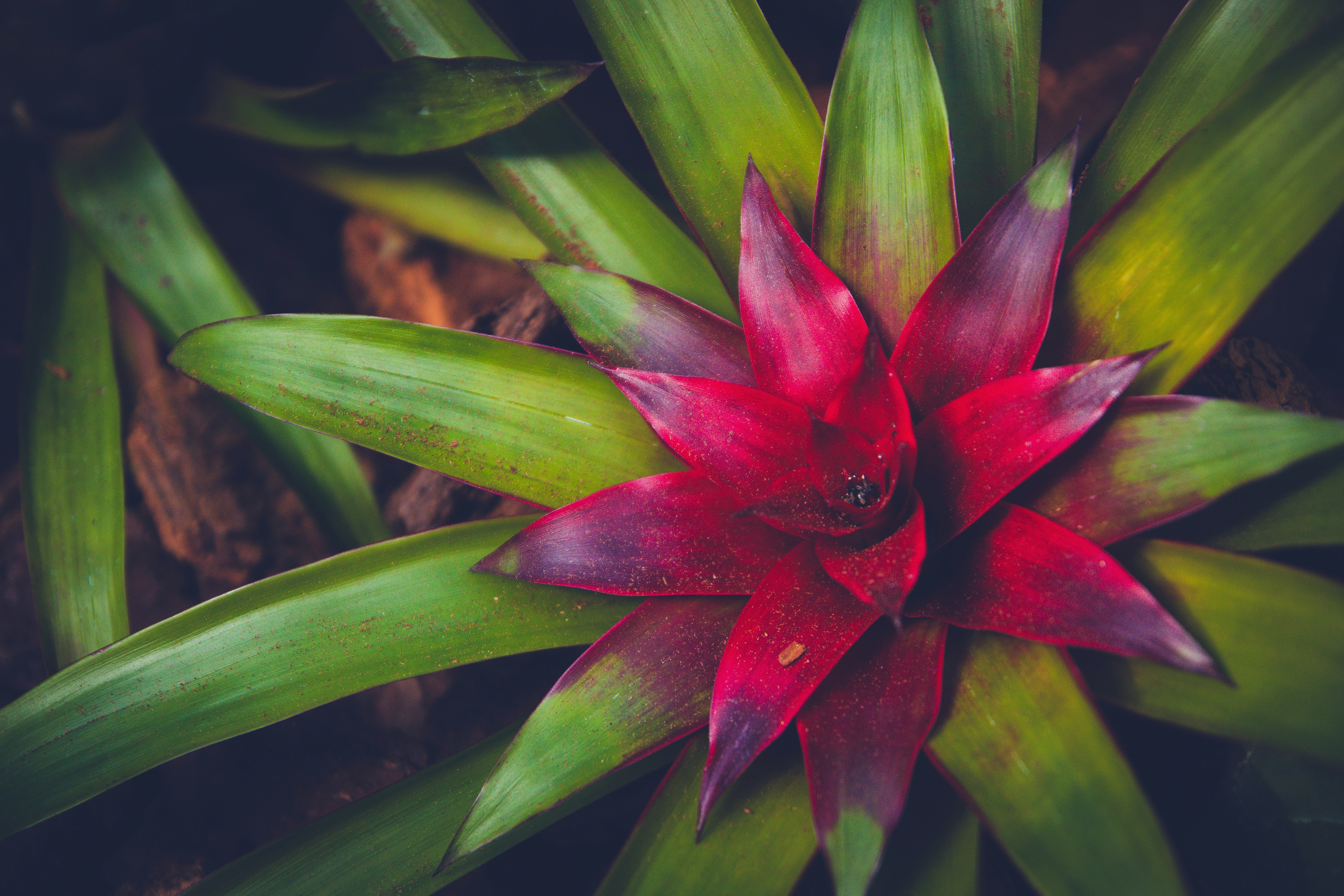 Grown in a rainforest simulation green house