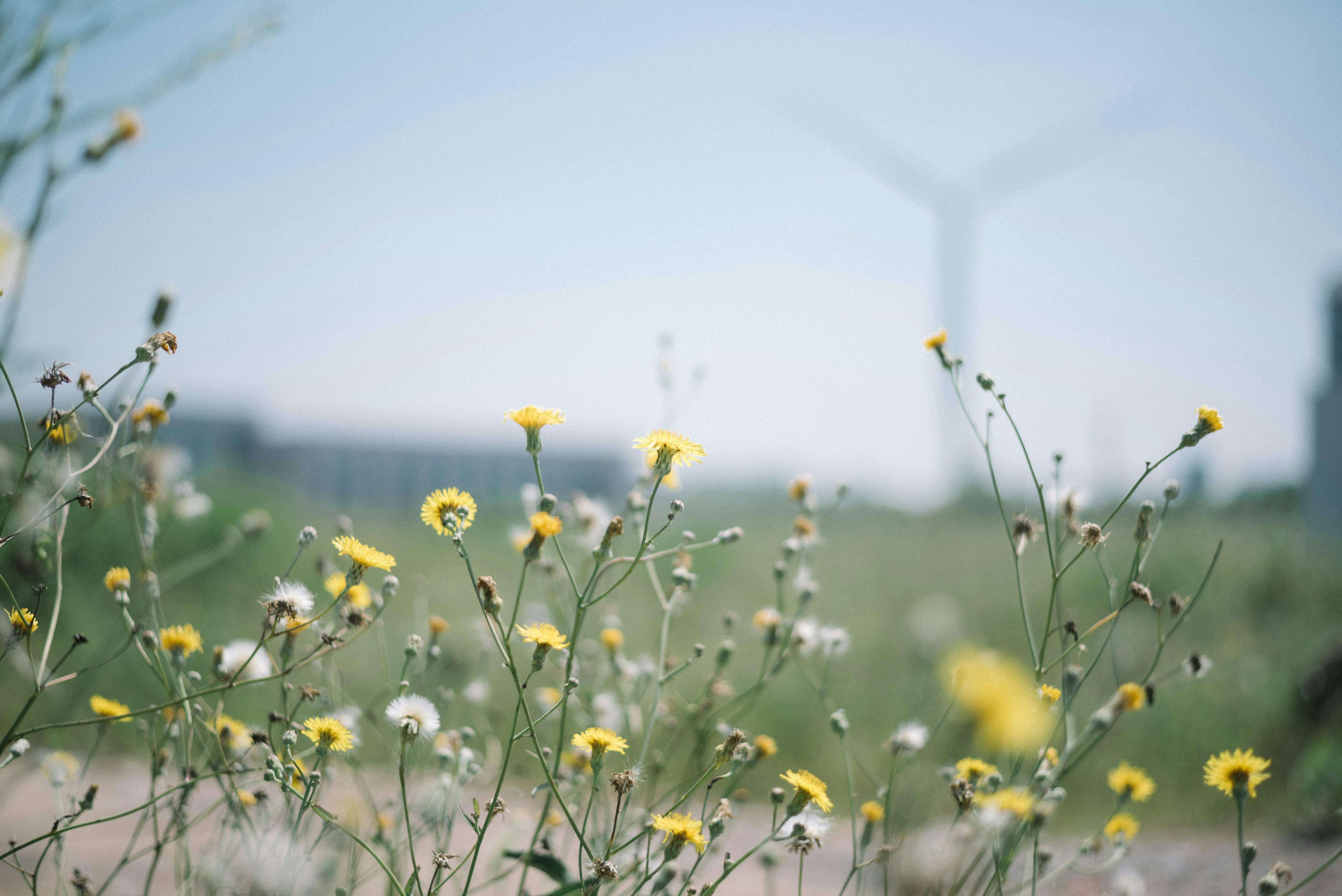 Yellow Wildflowers Framing a Wind-Turbine Horizon