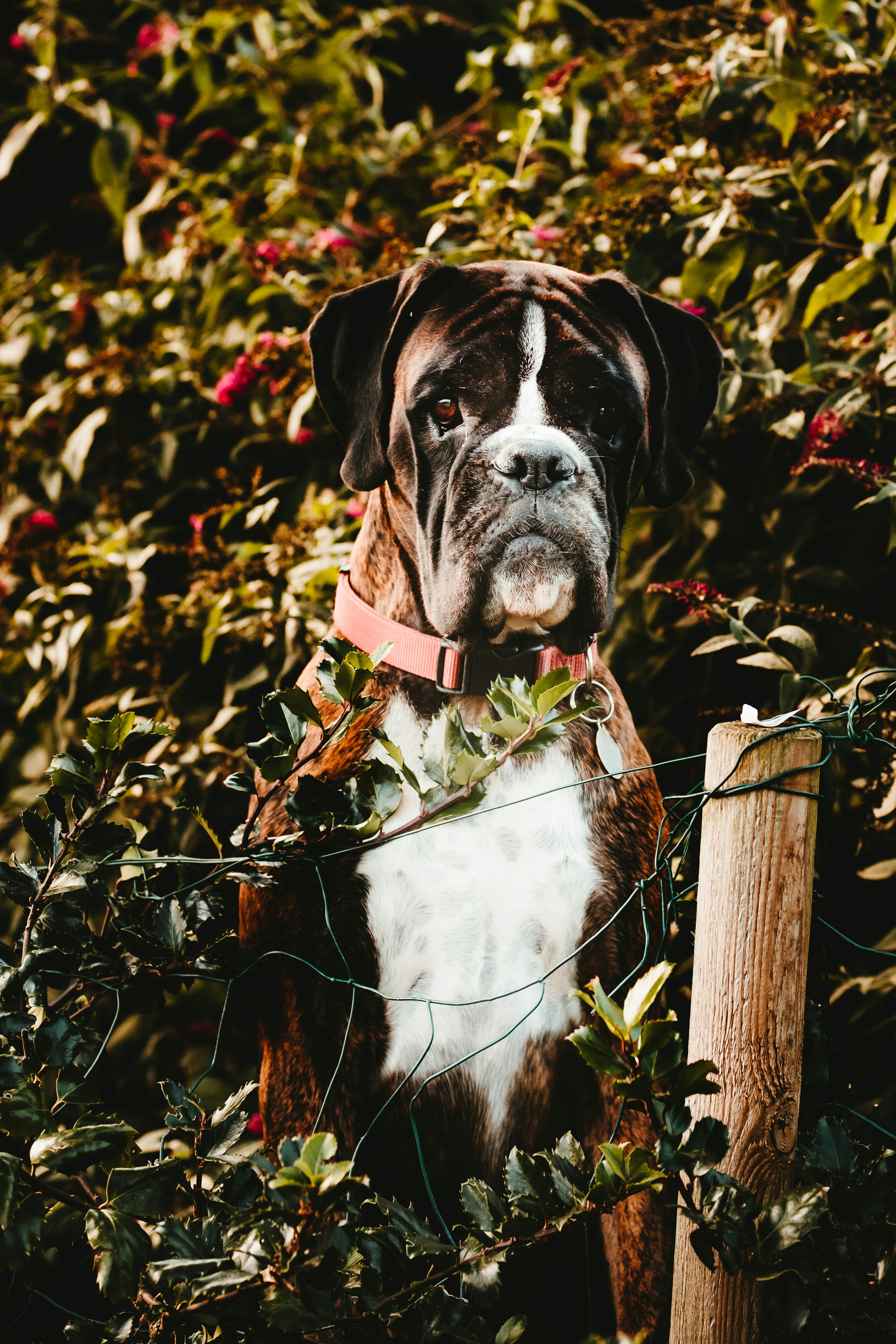 A boxer dog stands alert behind a wooden post and green foliage, showcasing its distinctive features and expression.