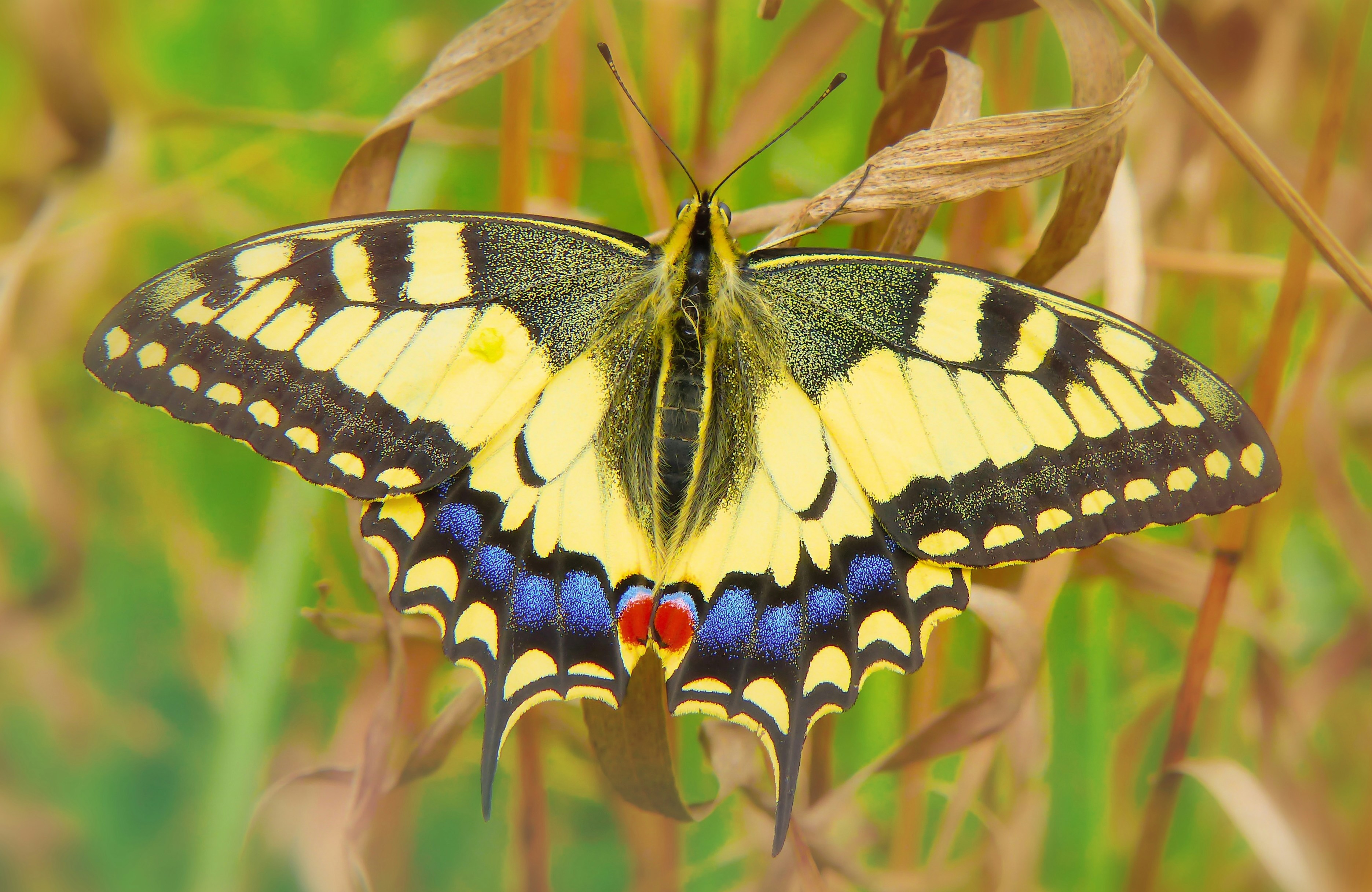 Swallowtail Butterfly Pictures | Download Free Images on Unsplash