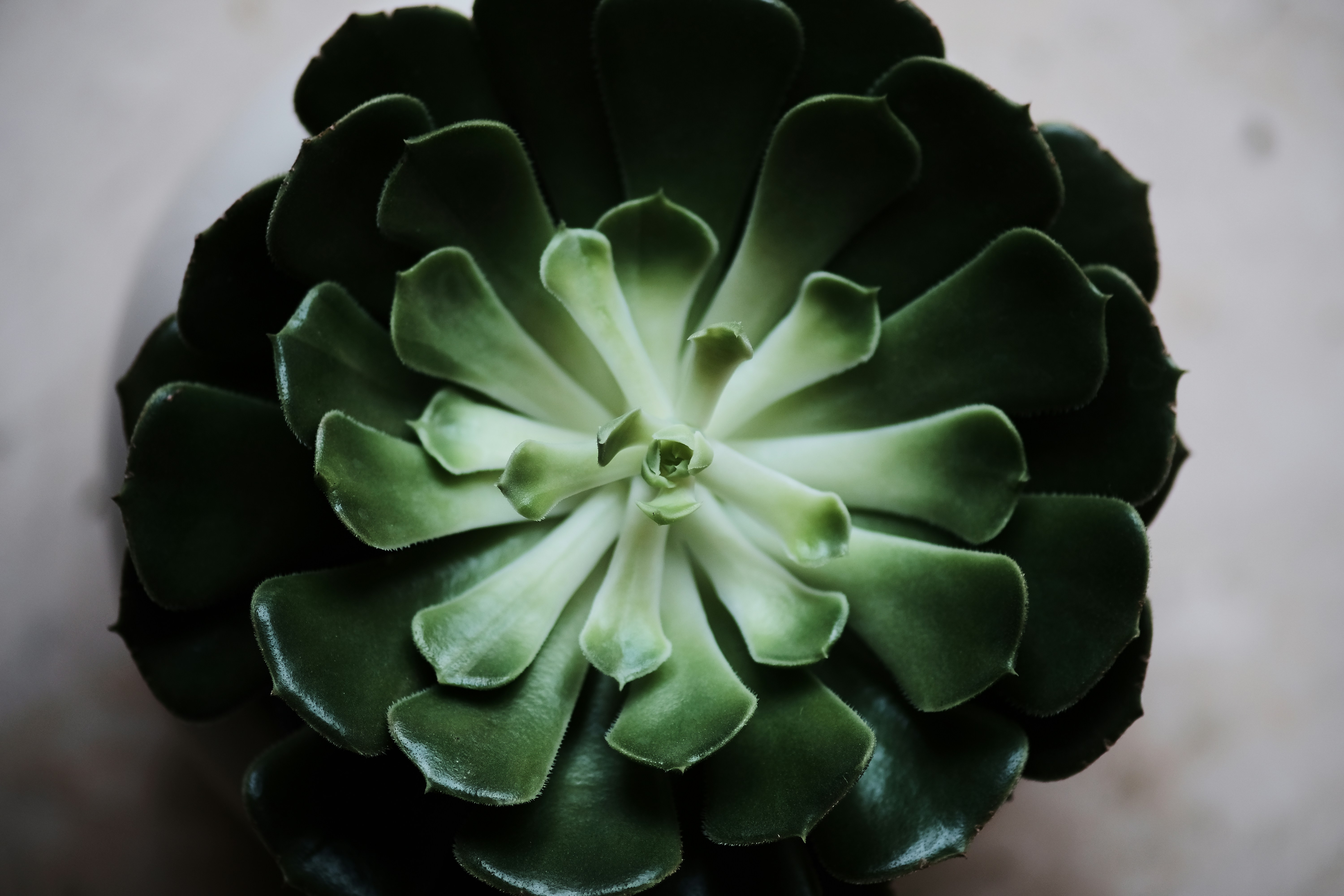 Emerald Rosette in Gentle Light: Centered Macro Portrait